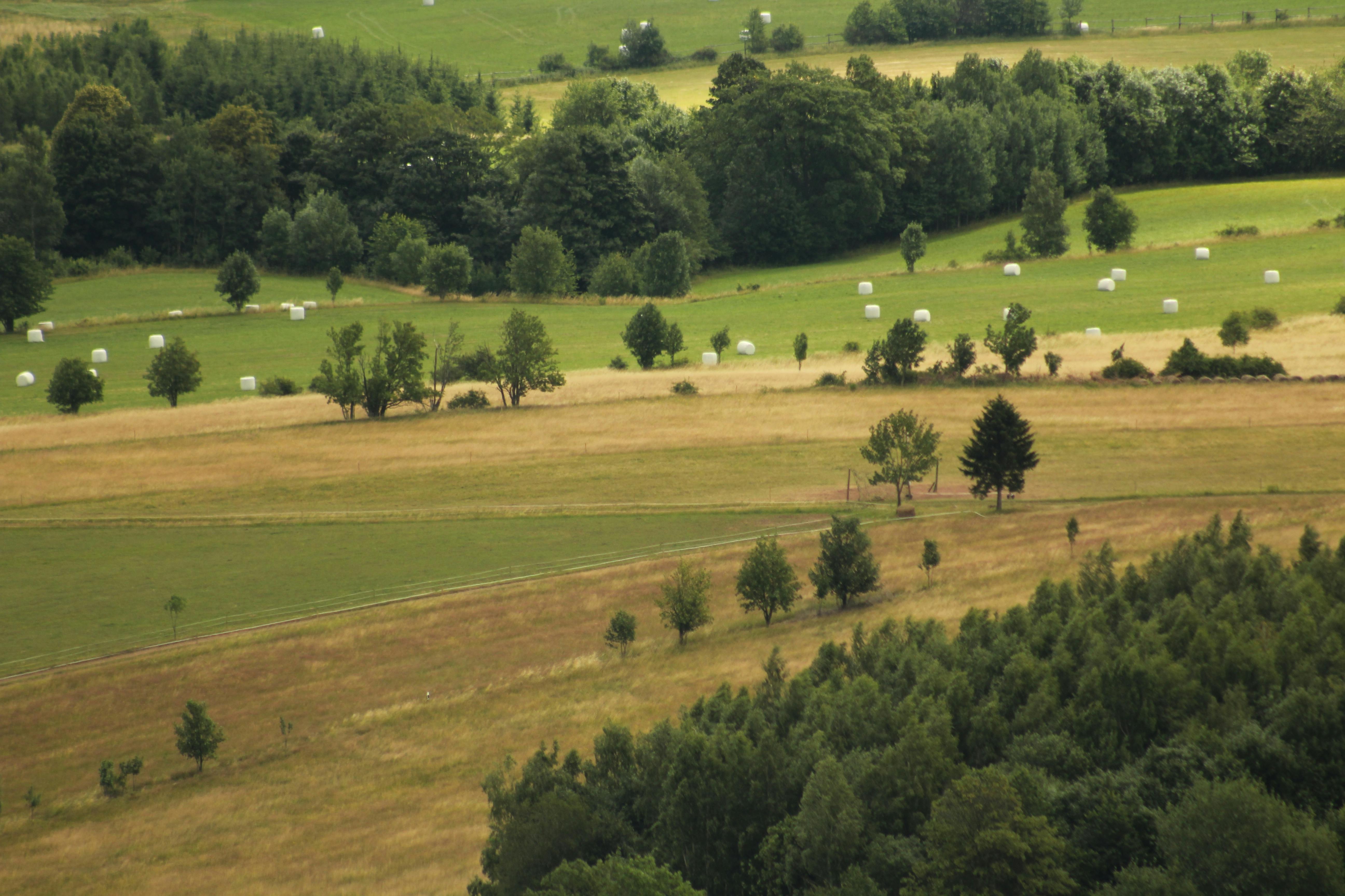 Free stock photo of field, fields, forest