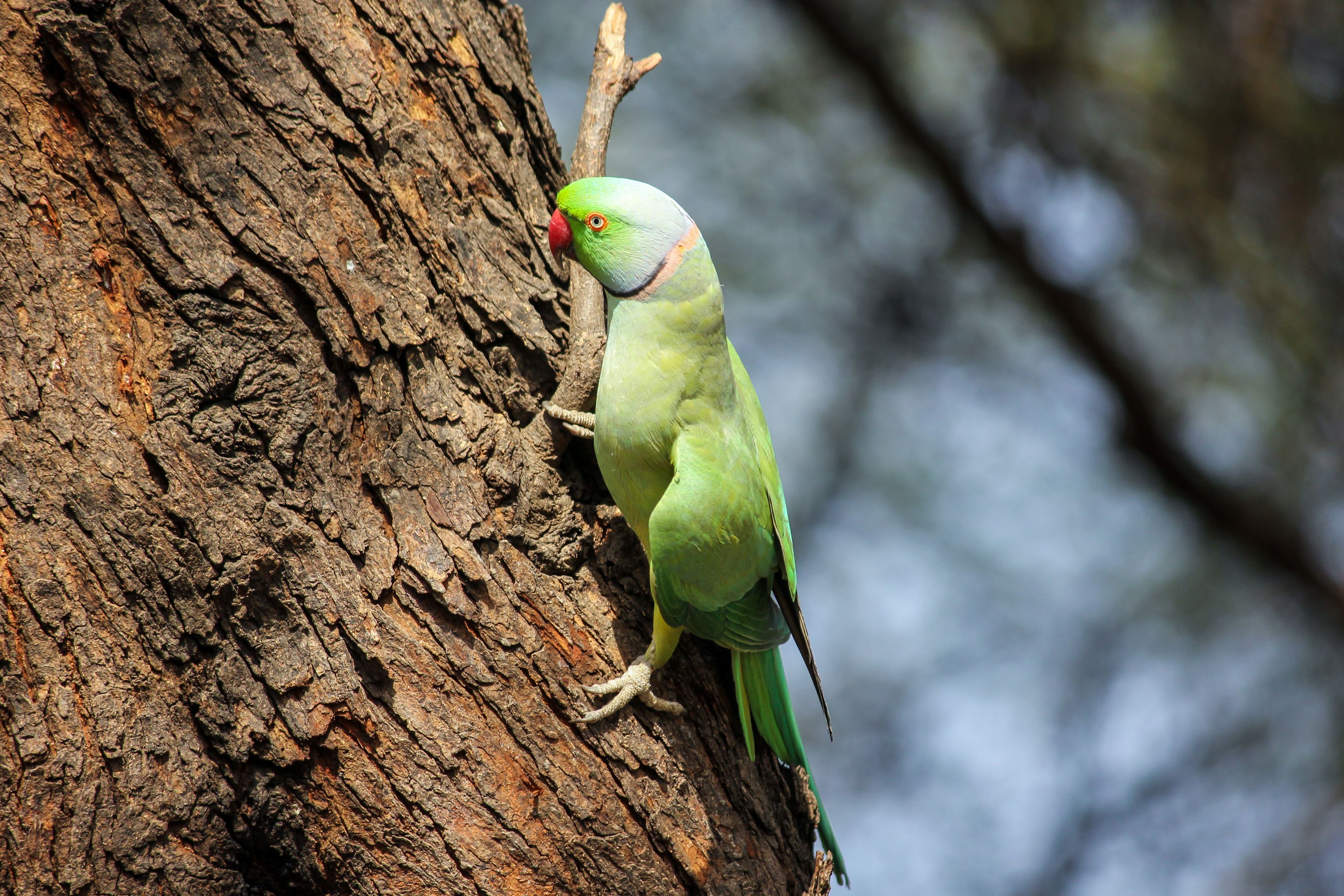 Close-Up Photograph of a Green and Yellow Budgerigar · Free Stock Photo