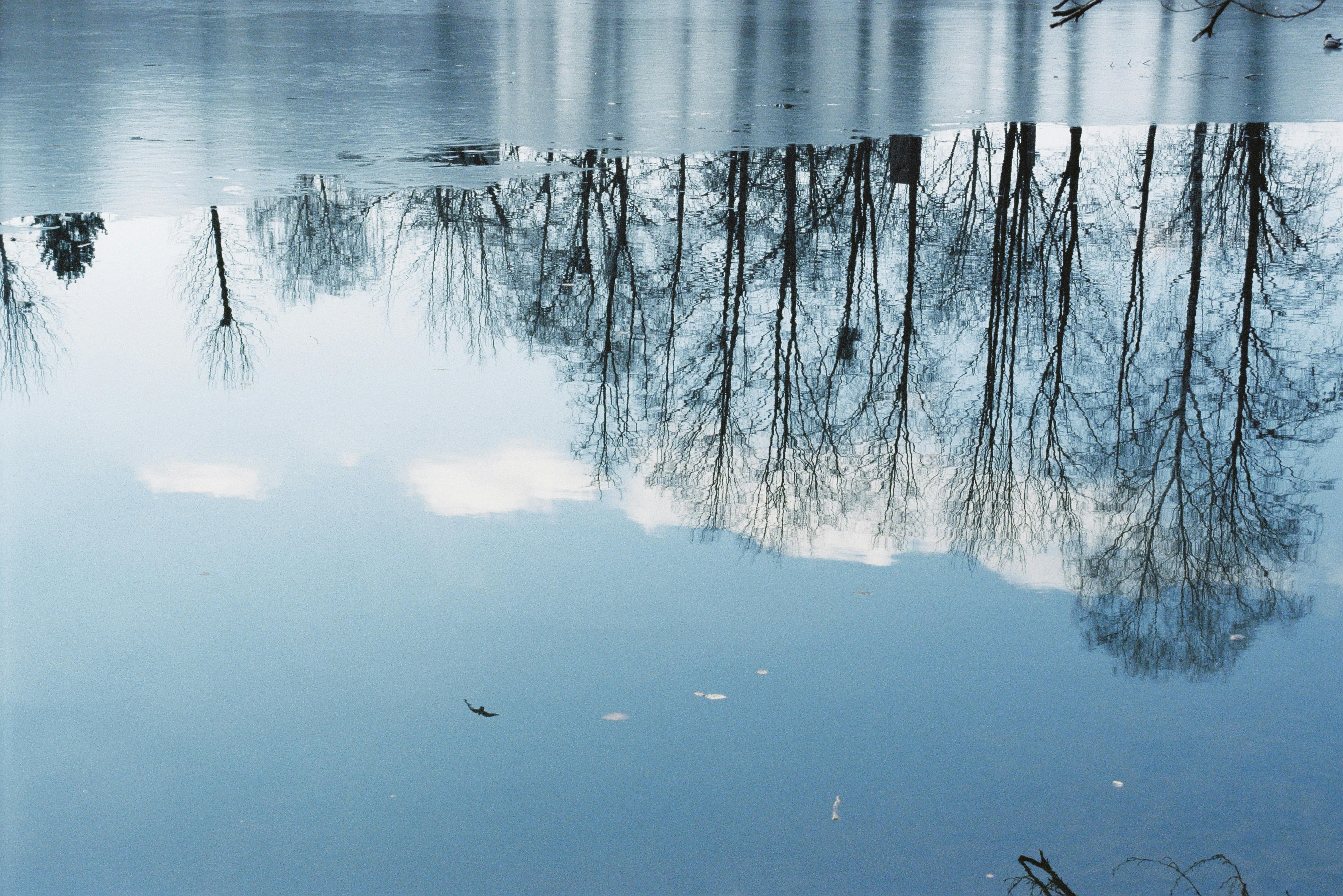 Leafless Trees Reflecting in a Lake · Free Stock Photo