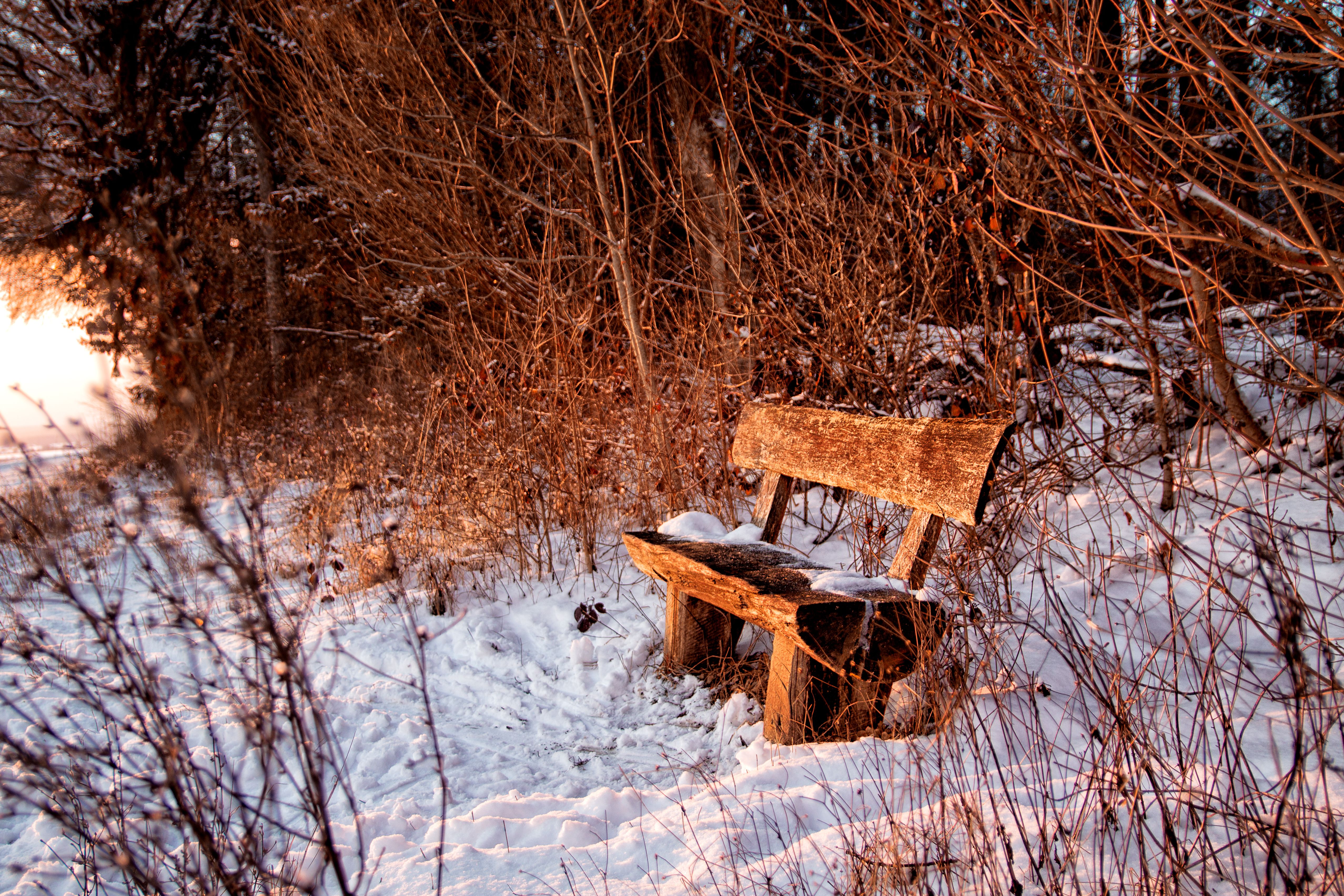 Daniel Nettesheim - 写真