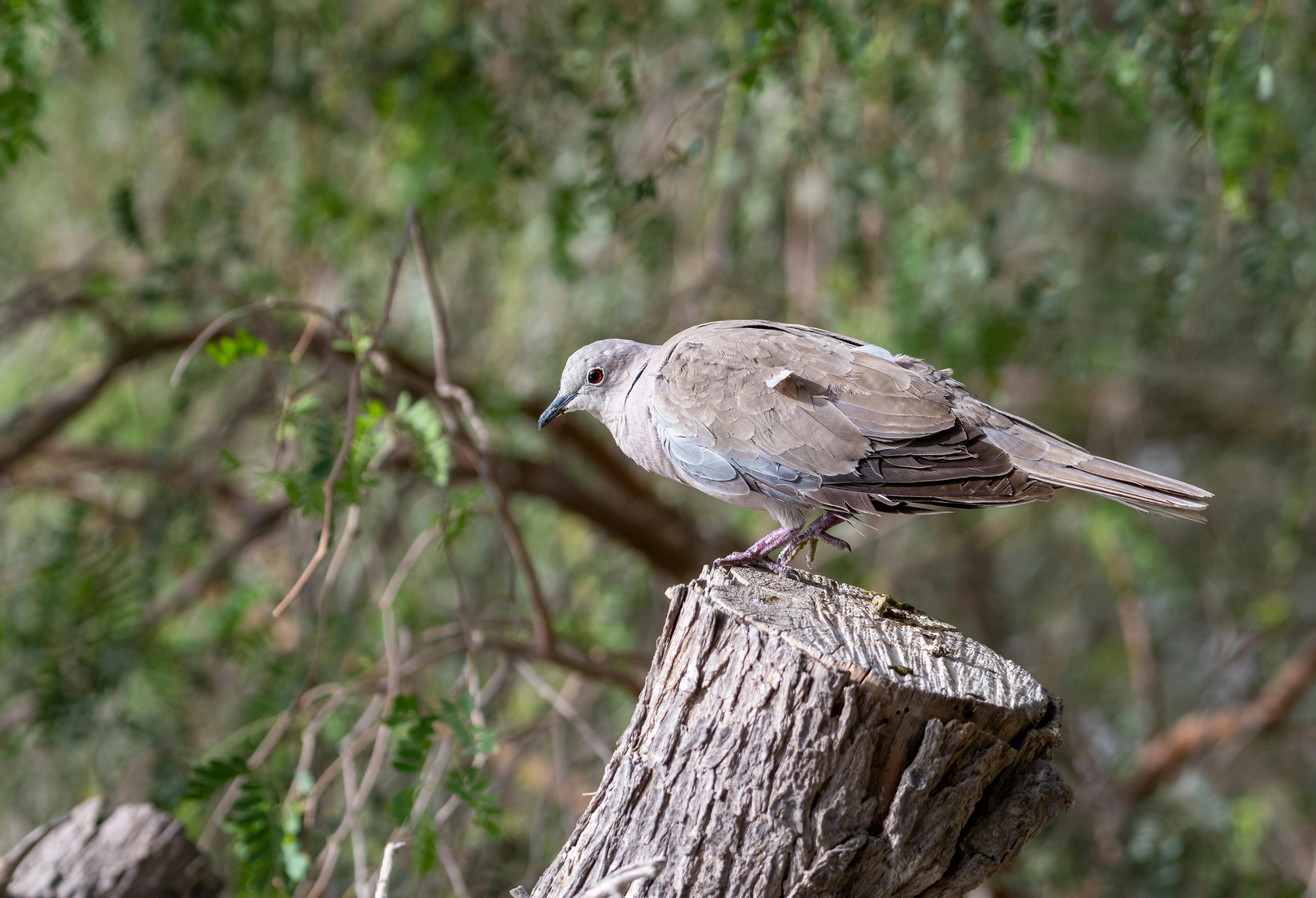 Home Of Bird Photos, Download The BEST Free Home Of Bird Stock Photos ...