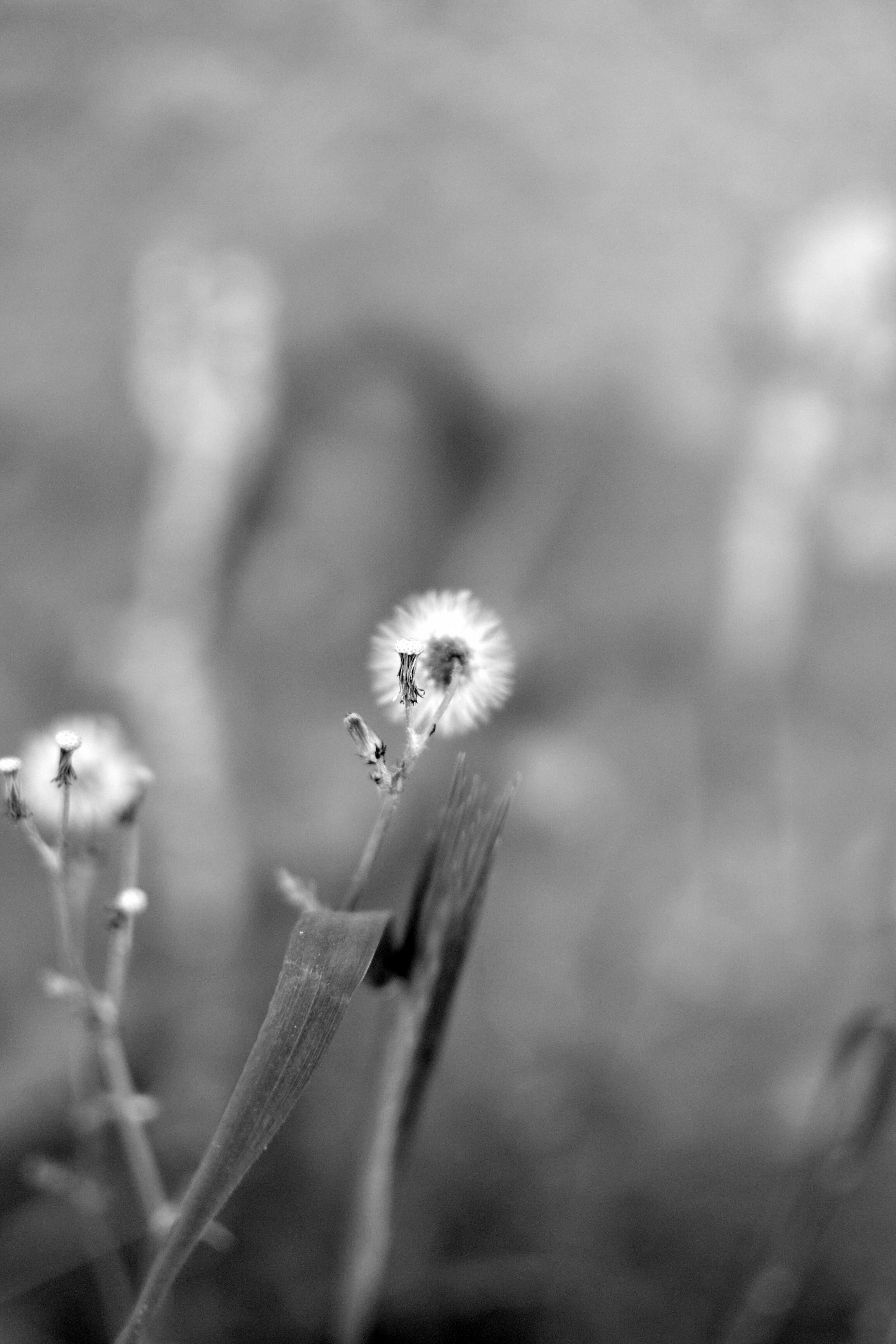 Grayscale Photo of a Flower · Free Stock Photo