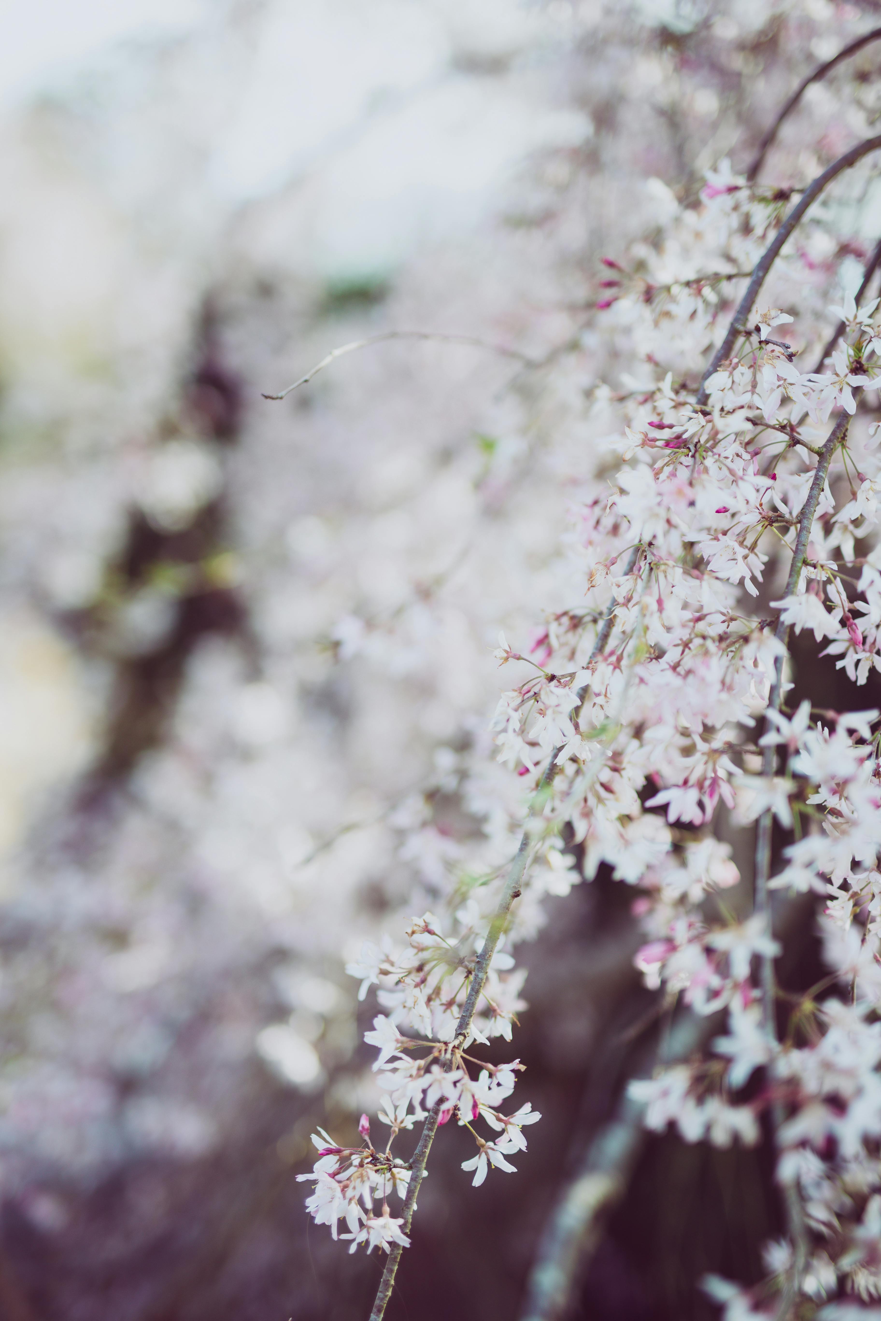Pink Petal Flower in Closed Photography · Free Stock Photo