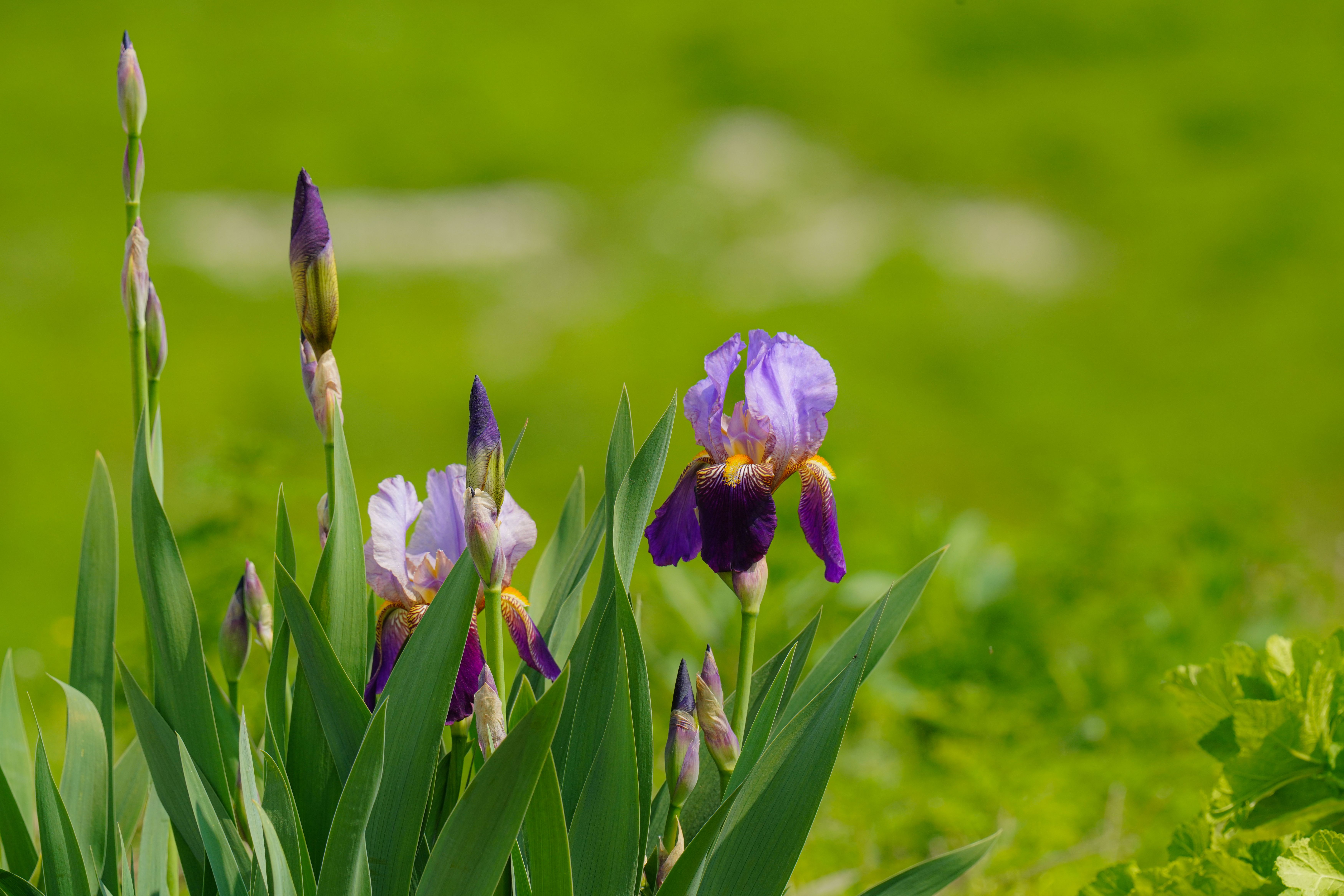 Algerian Iris Flower in Close-Up Photography · Free Stock Photo