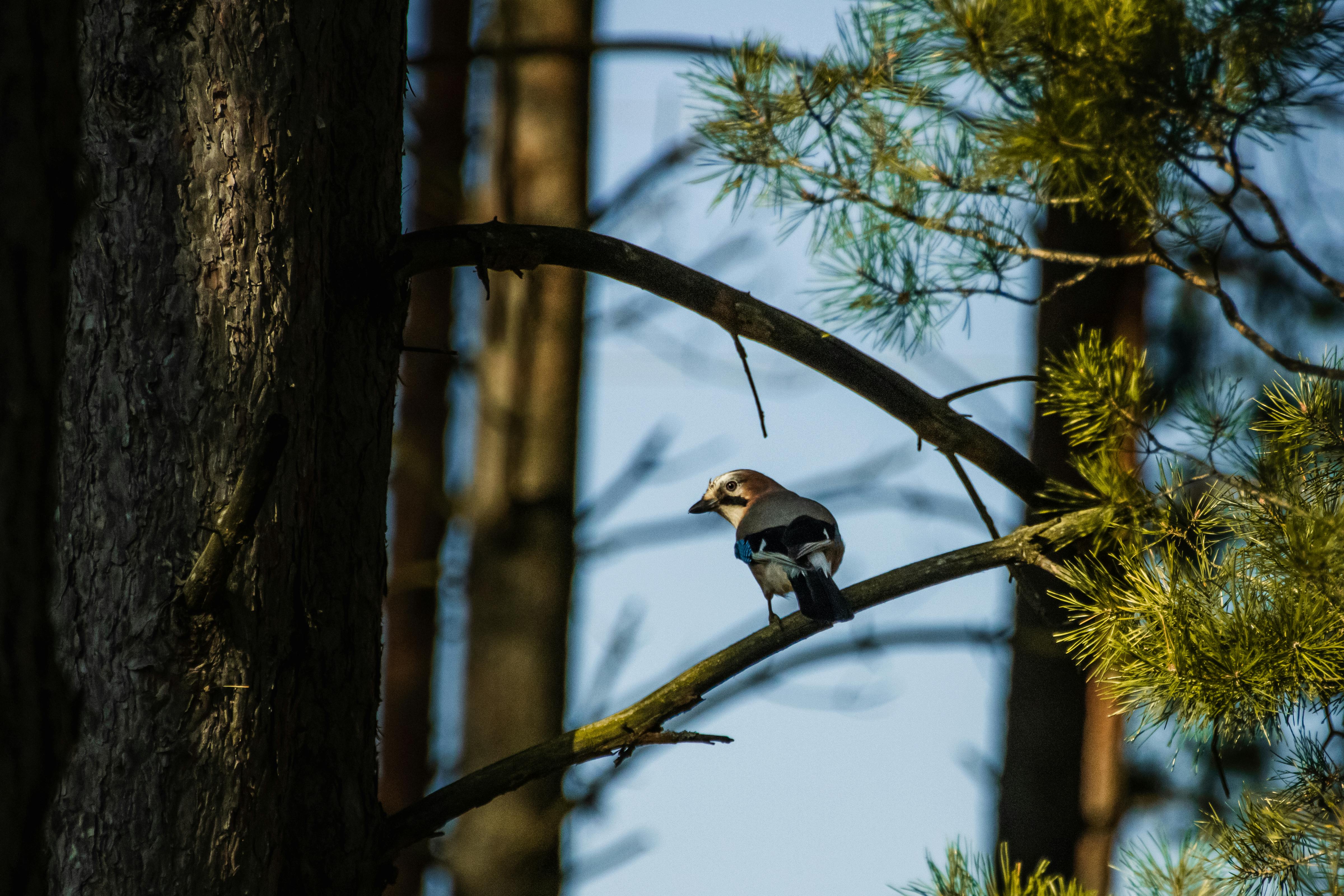 Blue Bird Perched on a Tree Branch · Free Stock Photo