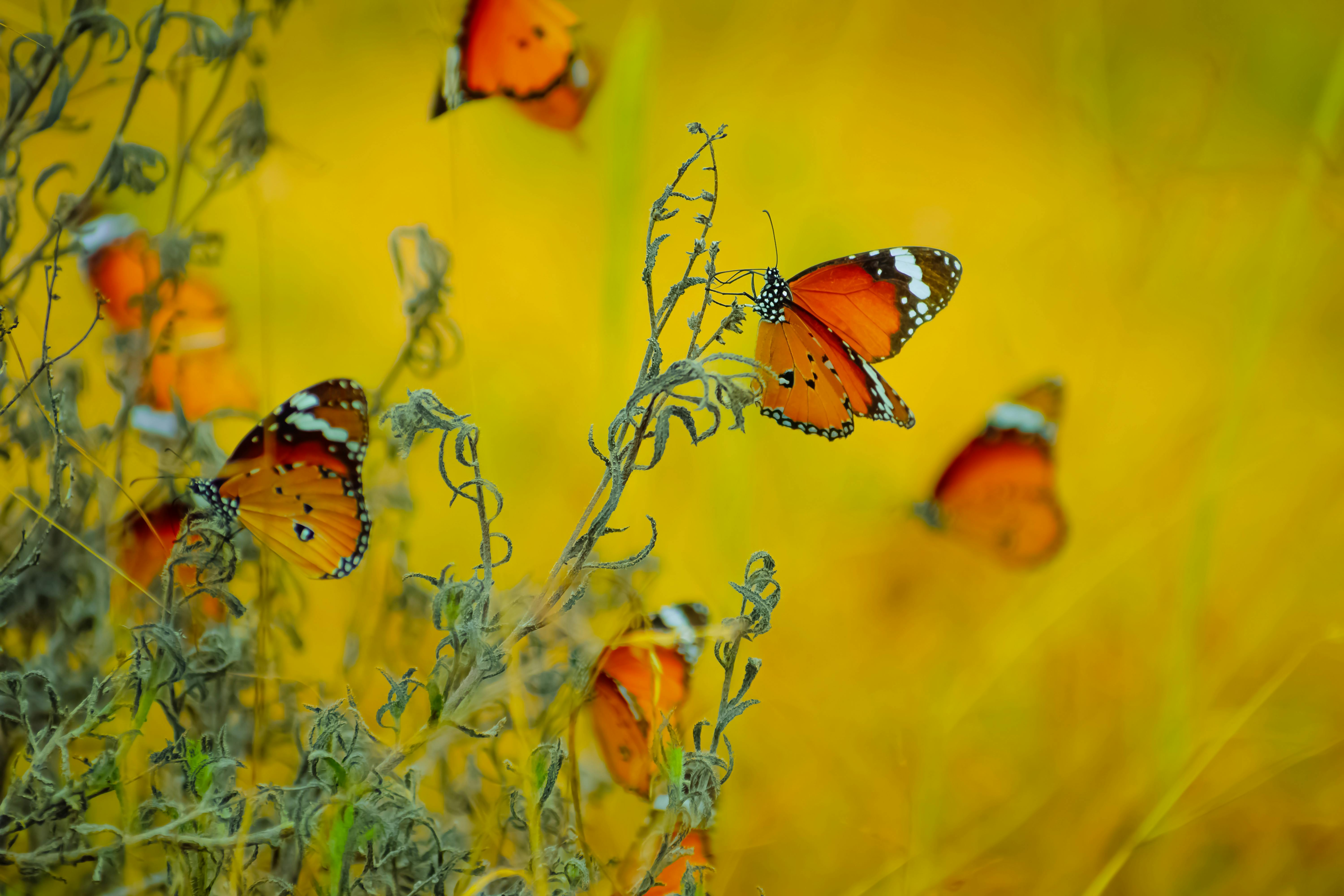 Tarun Patel - 摄影