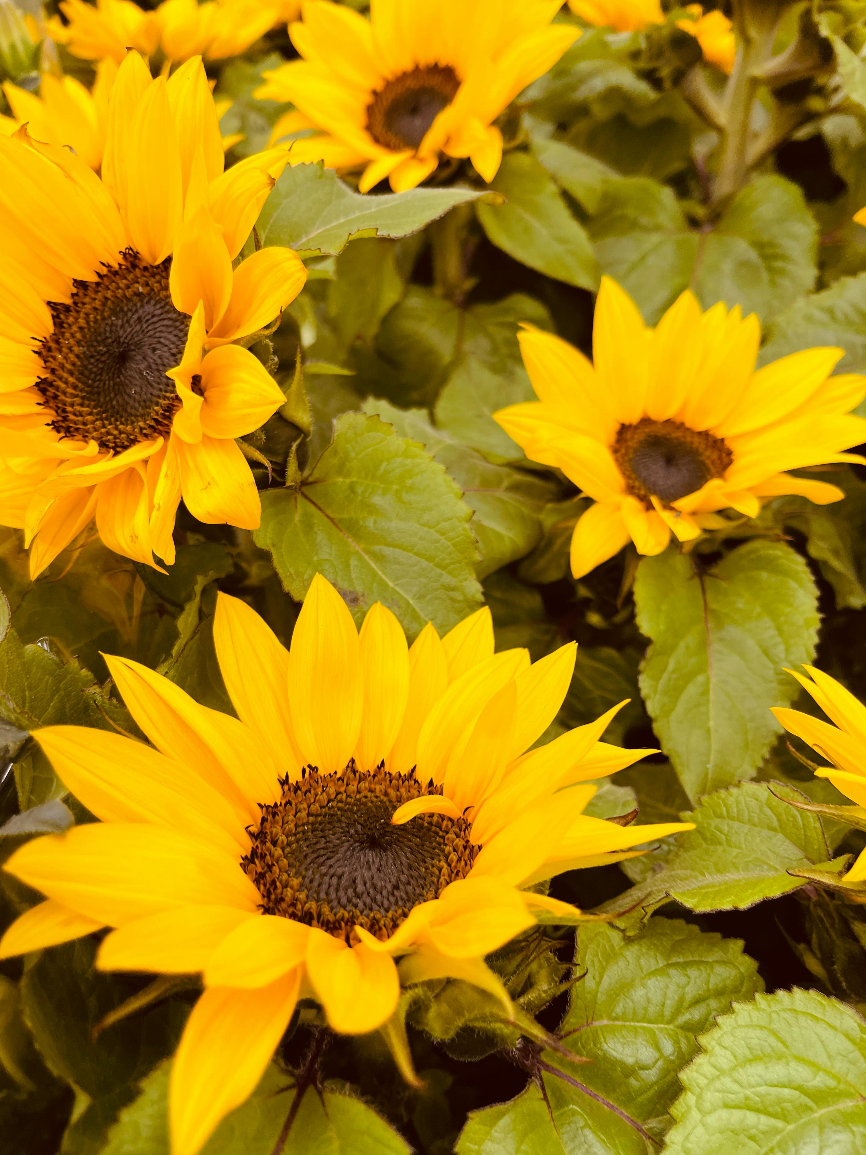 Sunflower Field · Free Stock Photo