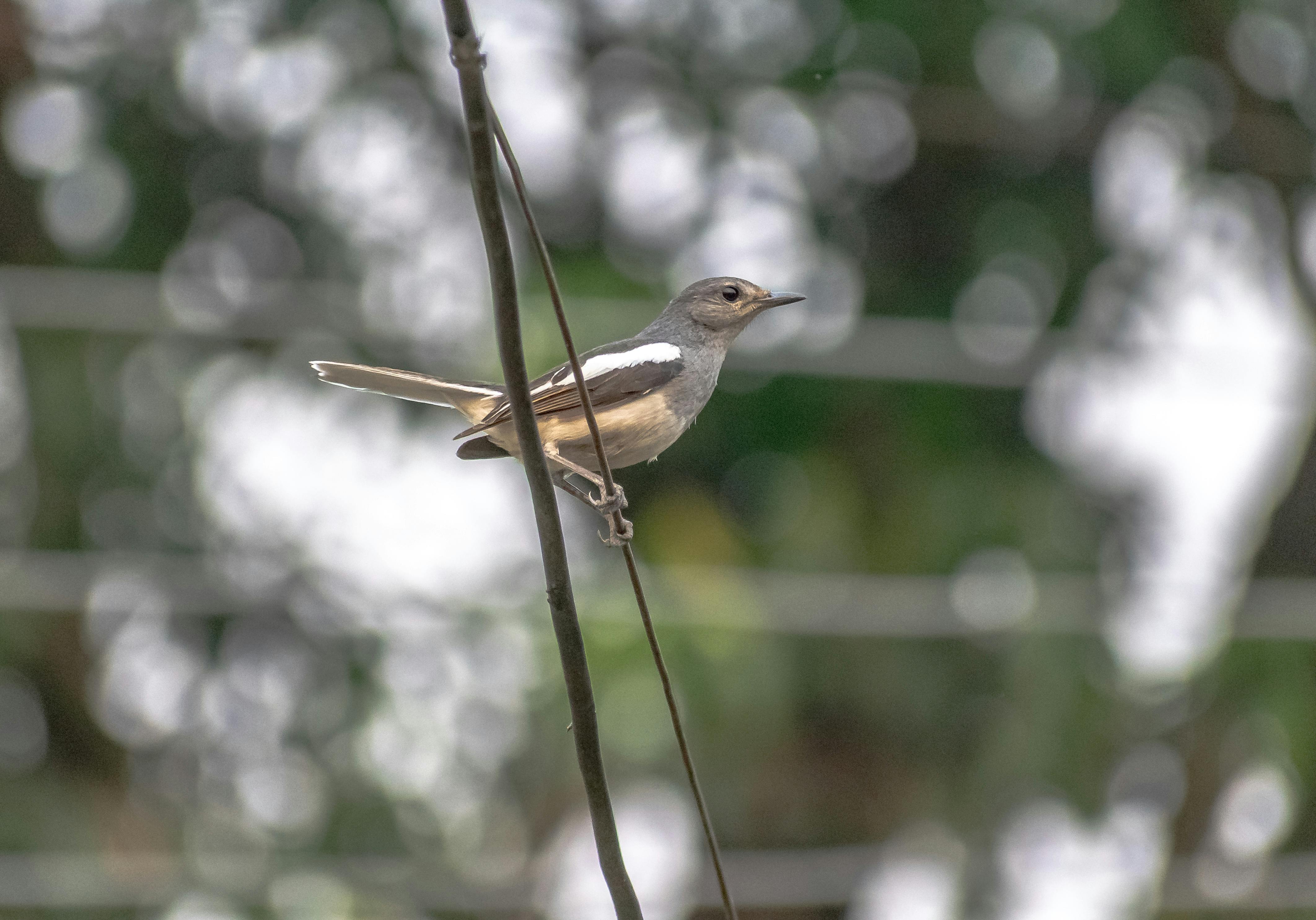Madagascar Cuckoo on Branch · Free Stock Photo