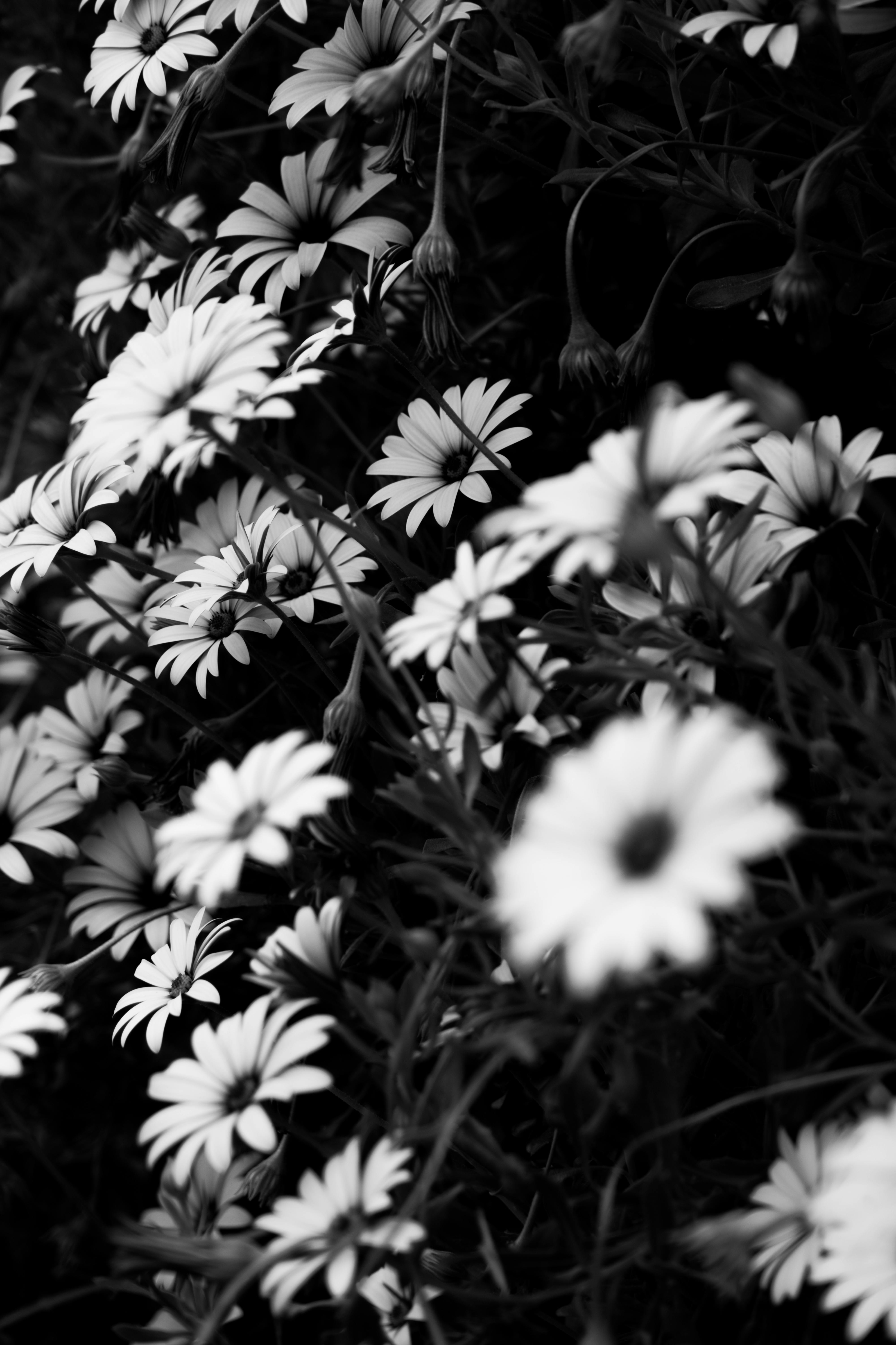 Grayscale Photo of Daisy Flowers · Free Stock Photo