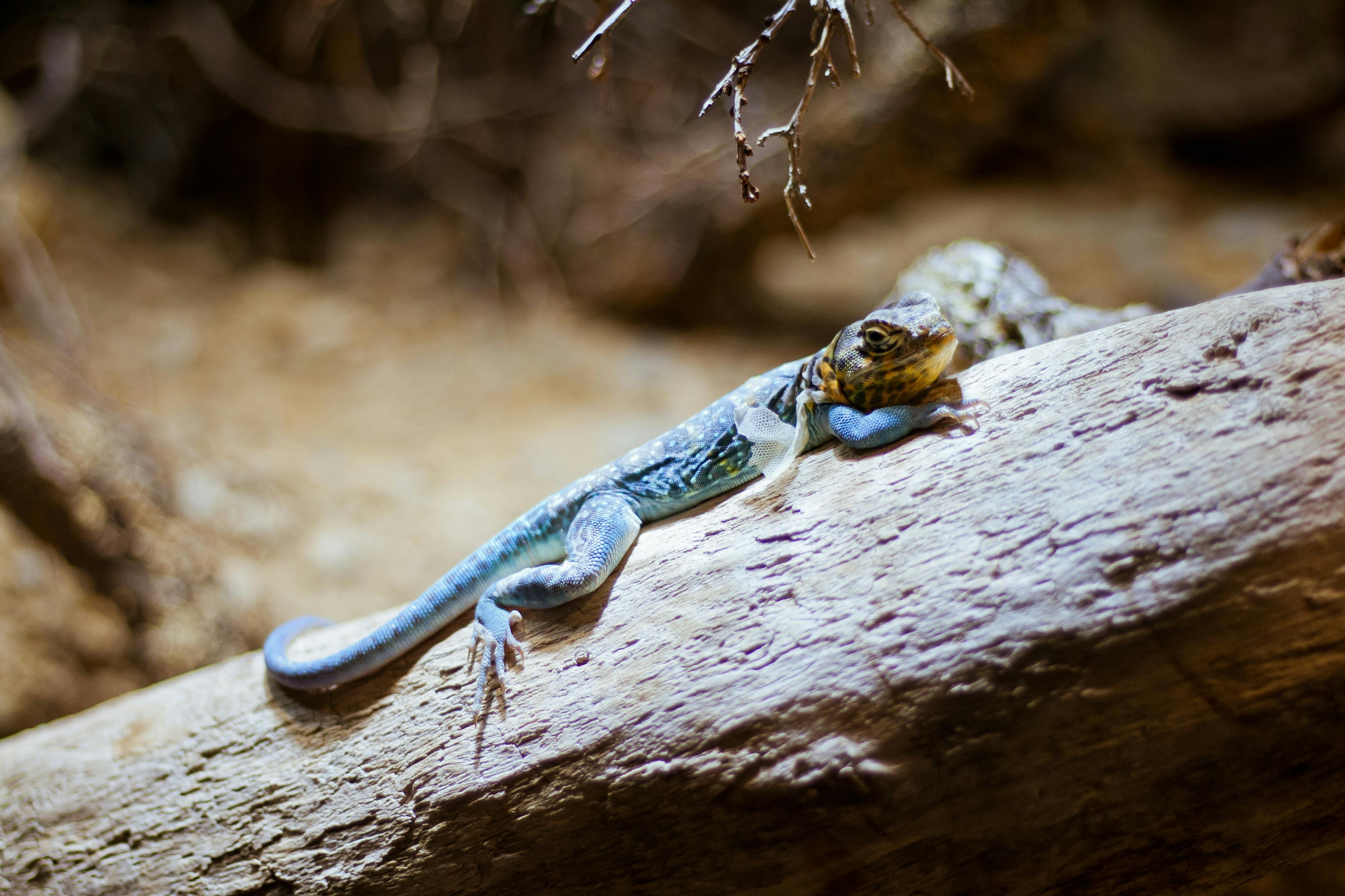 Blue and Black Lizard on Brown Wood · Free Stock Photo