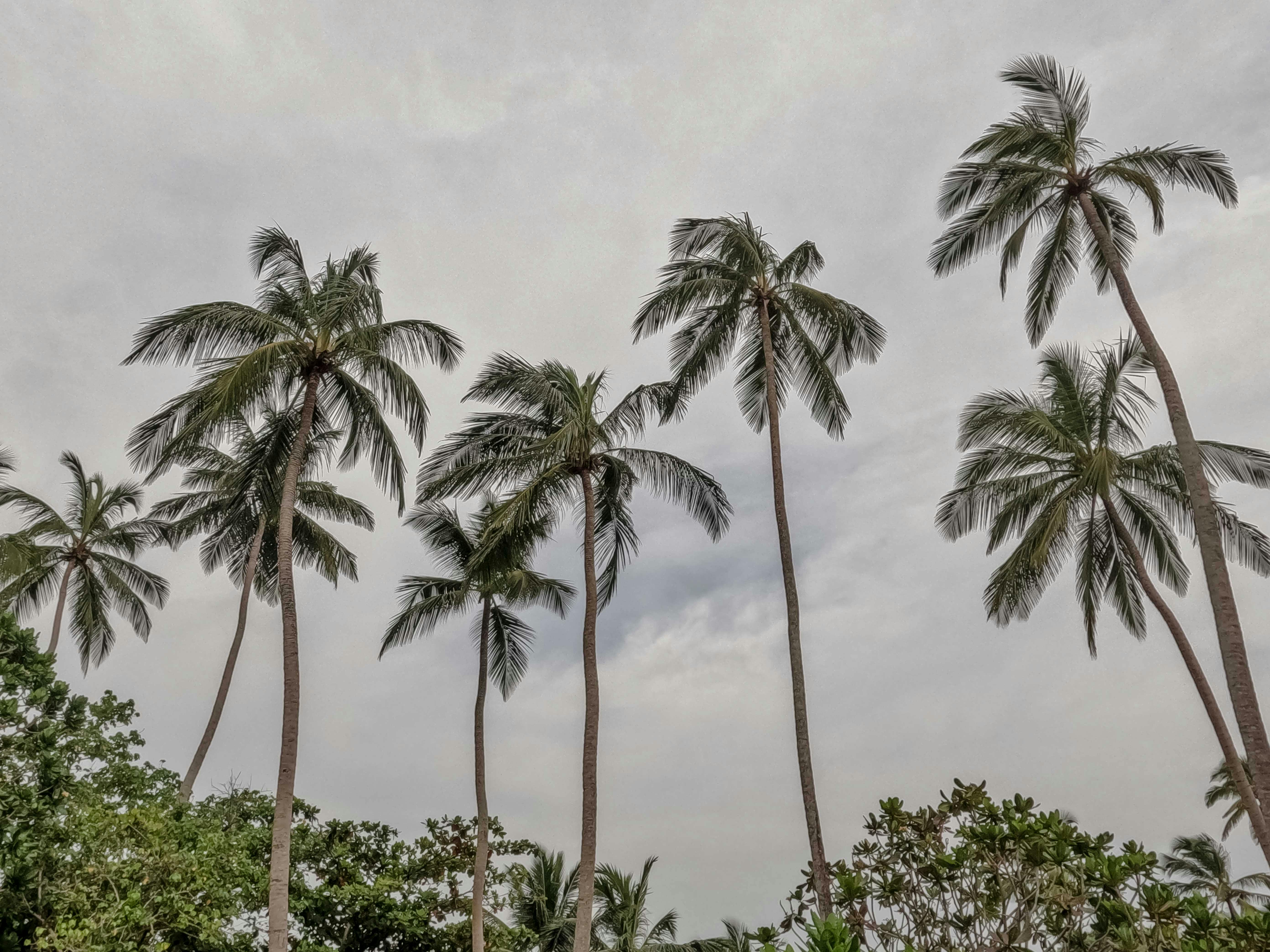 Low-Angle Photo of Palm Tree · Free Stock Photo