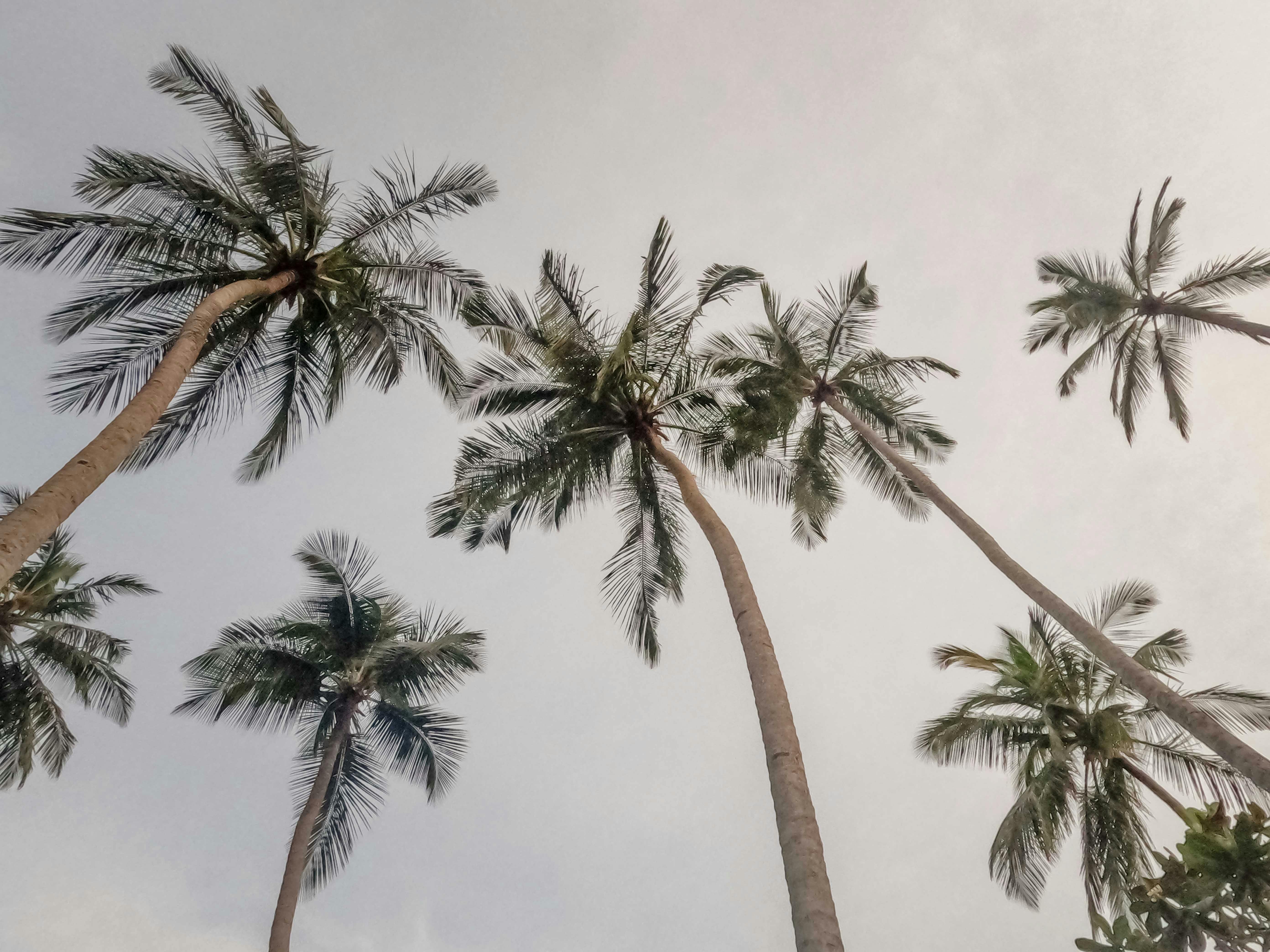 Pathway Under Coconut trees · Free Stock Photo