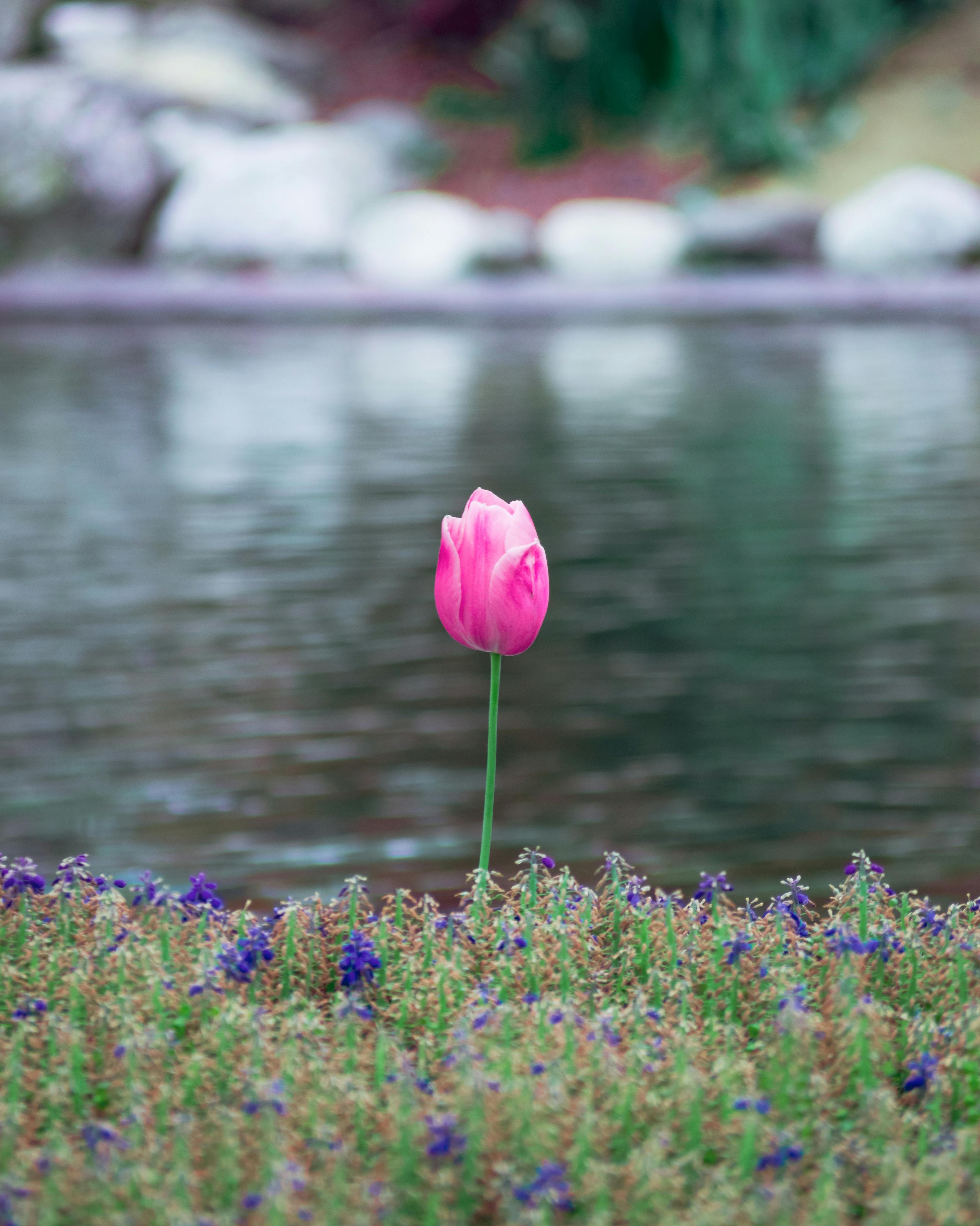 Pink Tulip in Close Up Shot · Free Stock Photo