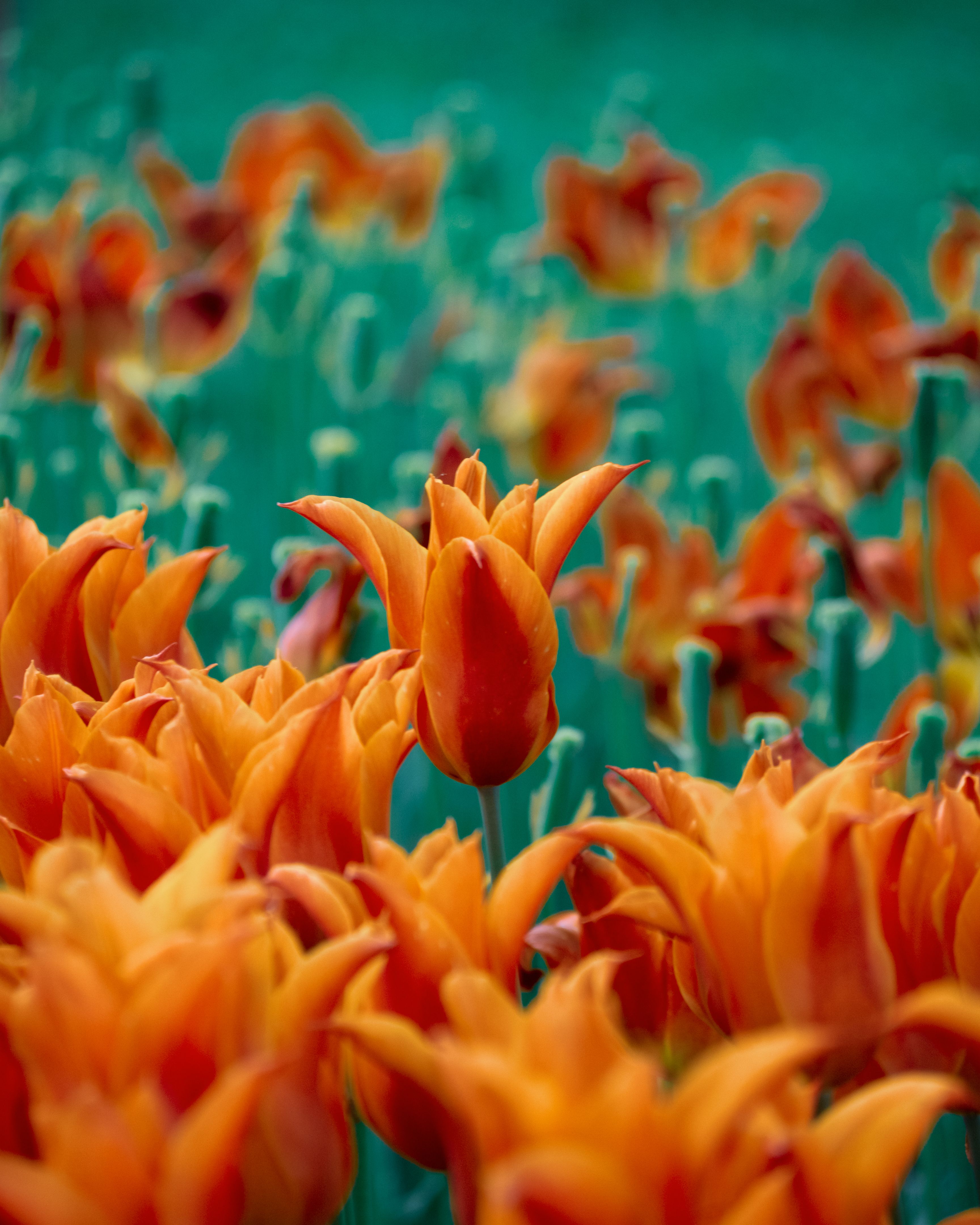 Orange Flowers in Tilt Shift Lens · Free Stock Photo