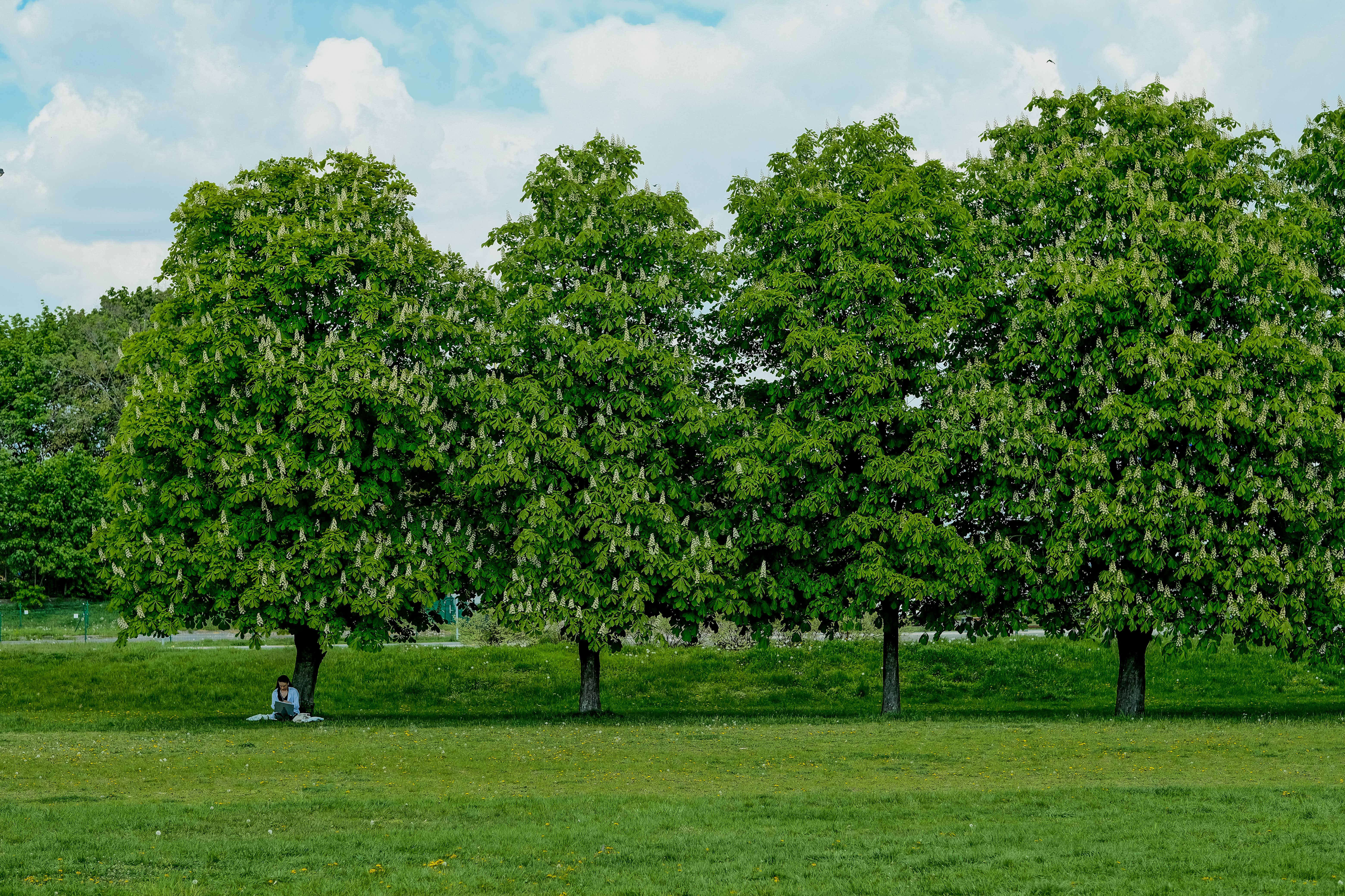 Green Trees on Green Grass Field · Free Stock Photo