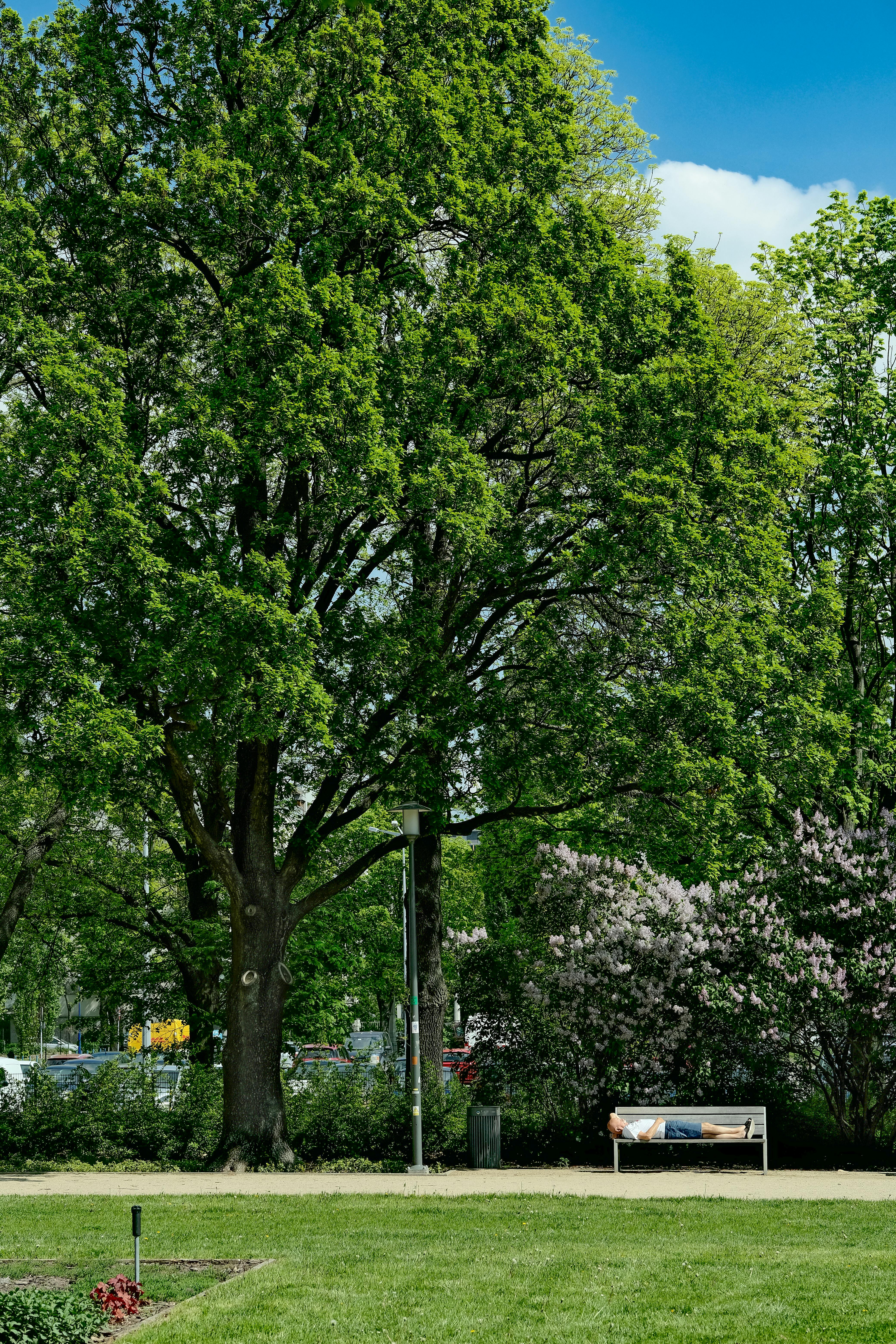Green Trees Beside the Road · Free Stock Photo