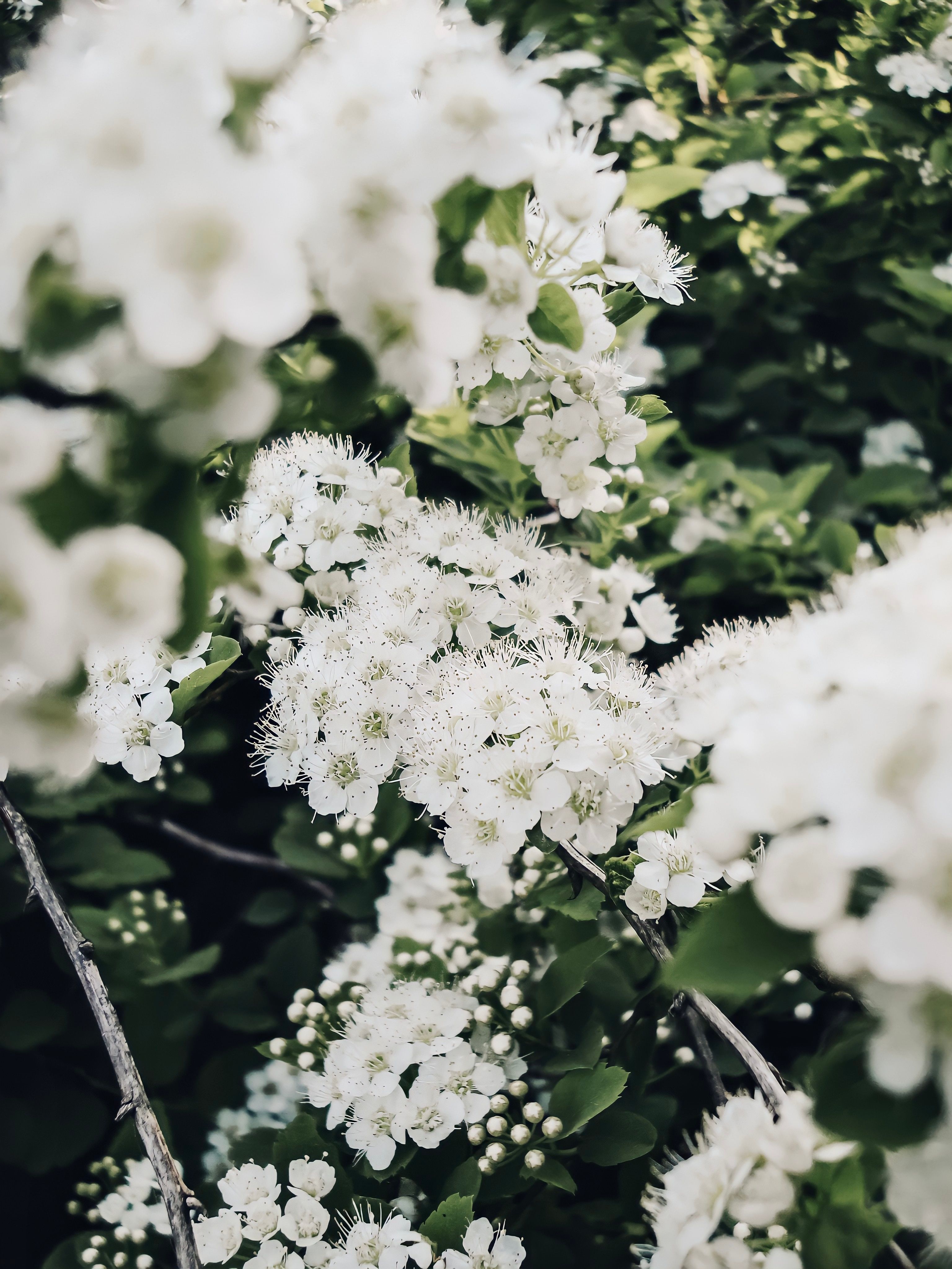 Beautiful Reeve's Spiraea Plant in Close-up Photography · Free Stock Photo