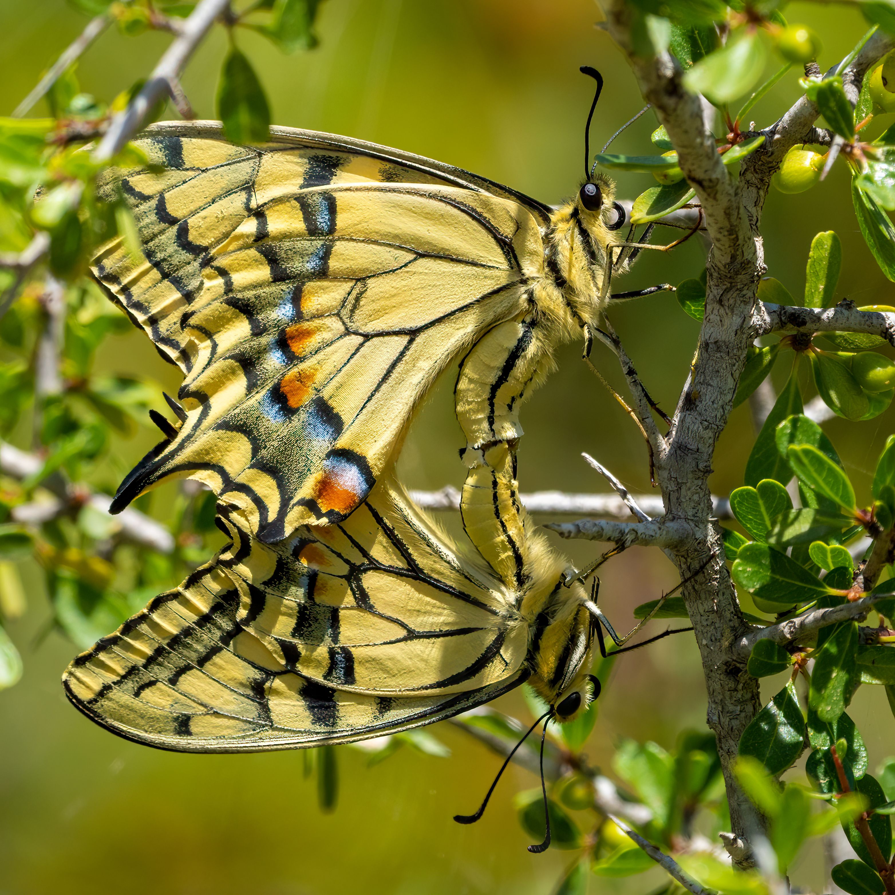 Butterfly Mating Photos, Download The BEST Free Butterfly Mating Stock ...