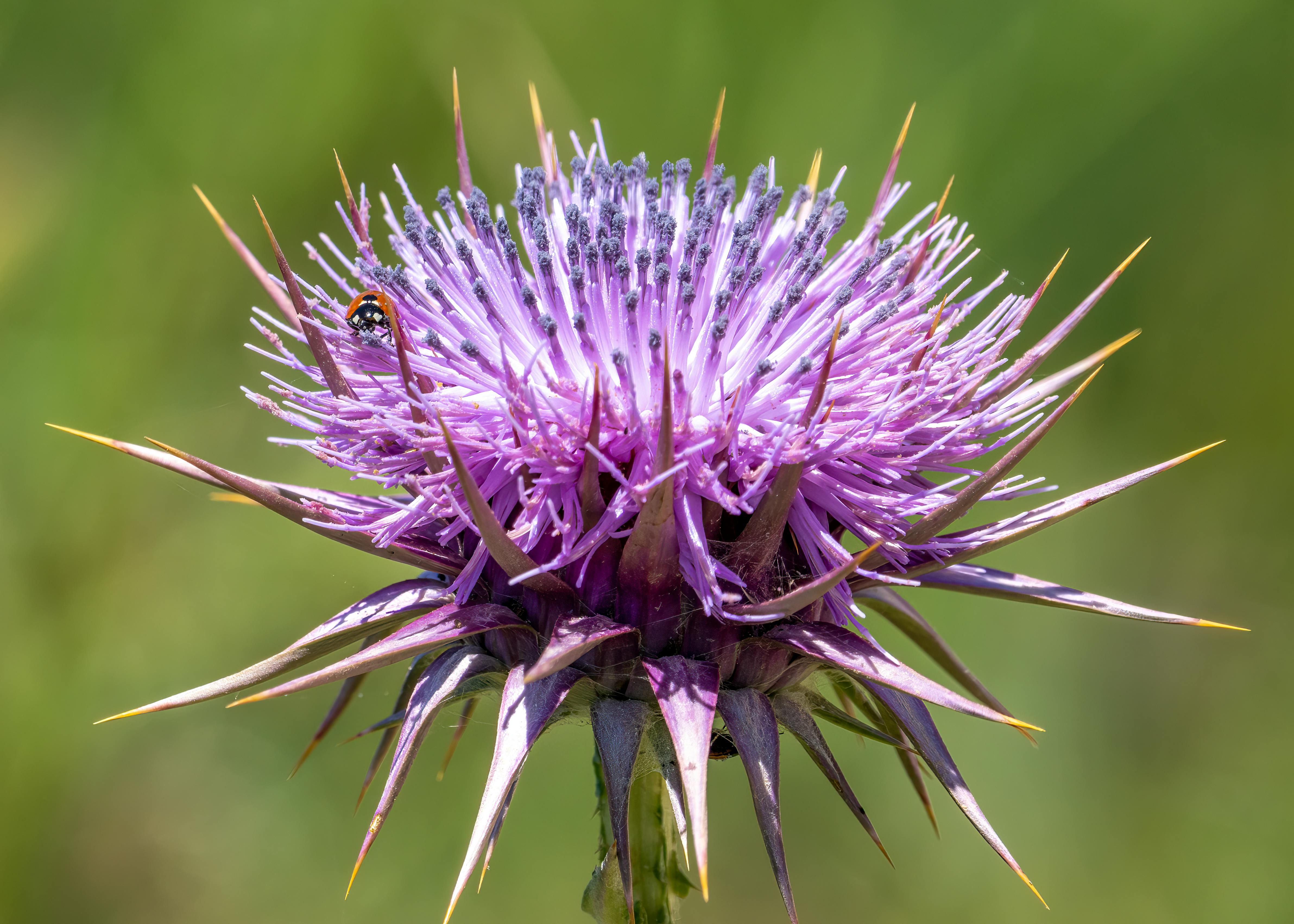 Photograph of a Purple Thistle Flower · Free Stock Photo