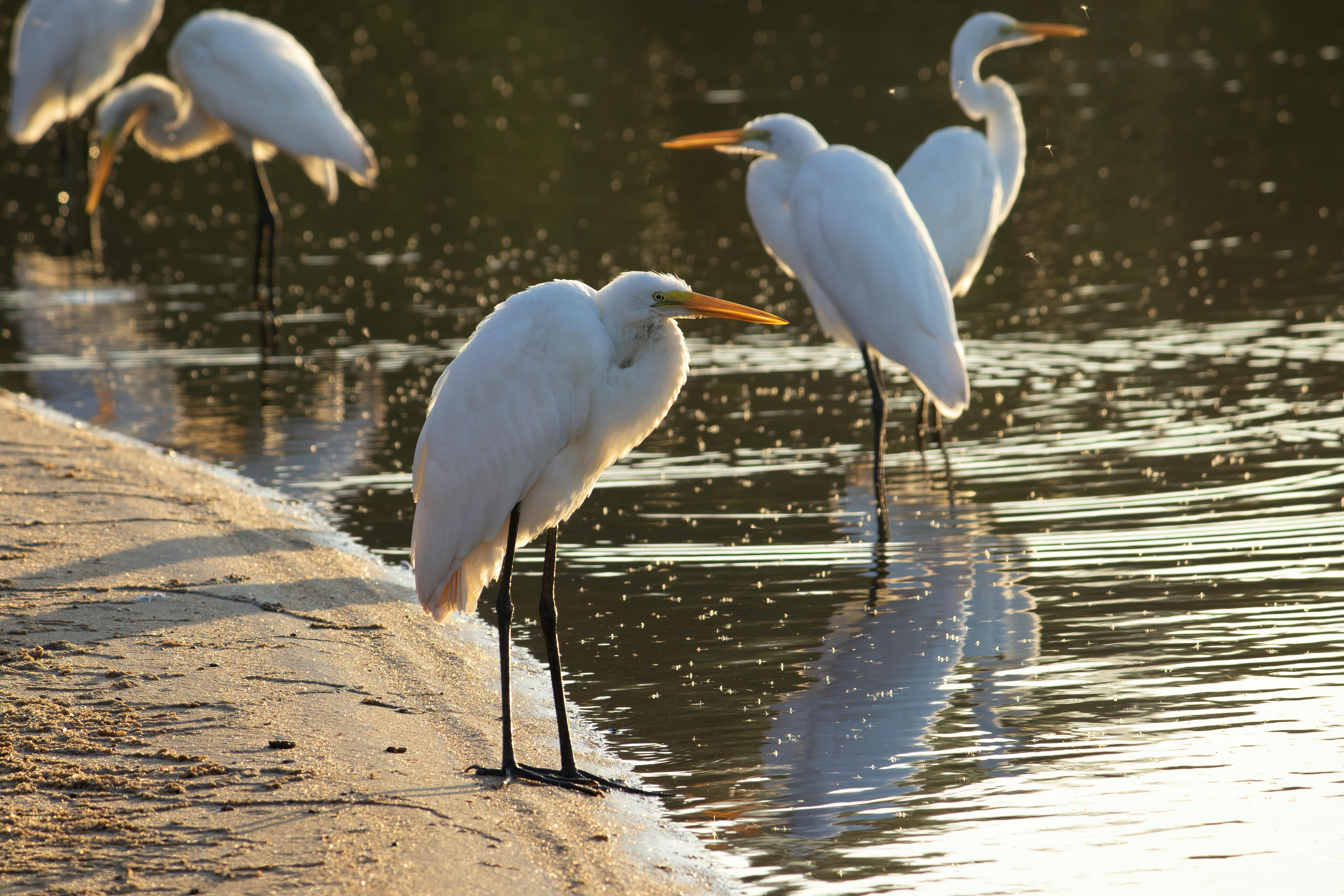 1,642+ Best Free Greatness Stock Photos & Images · 100% Royalty-Free HD ...