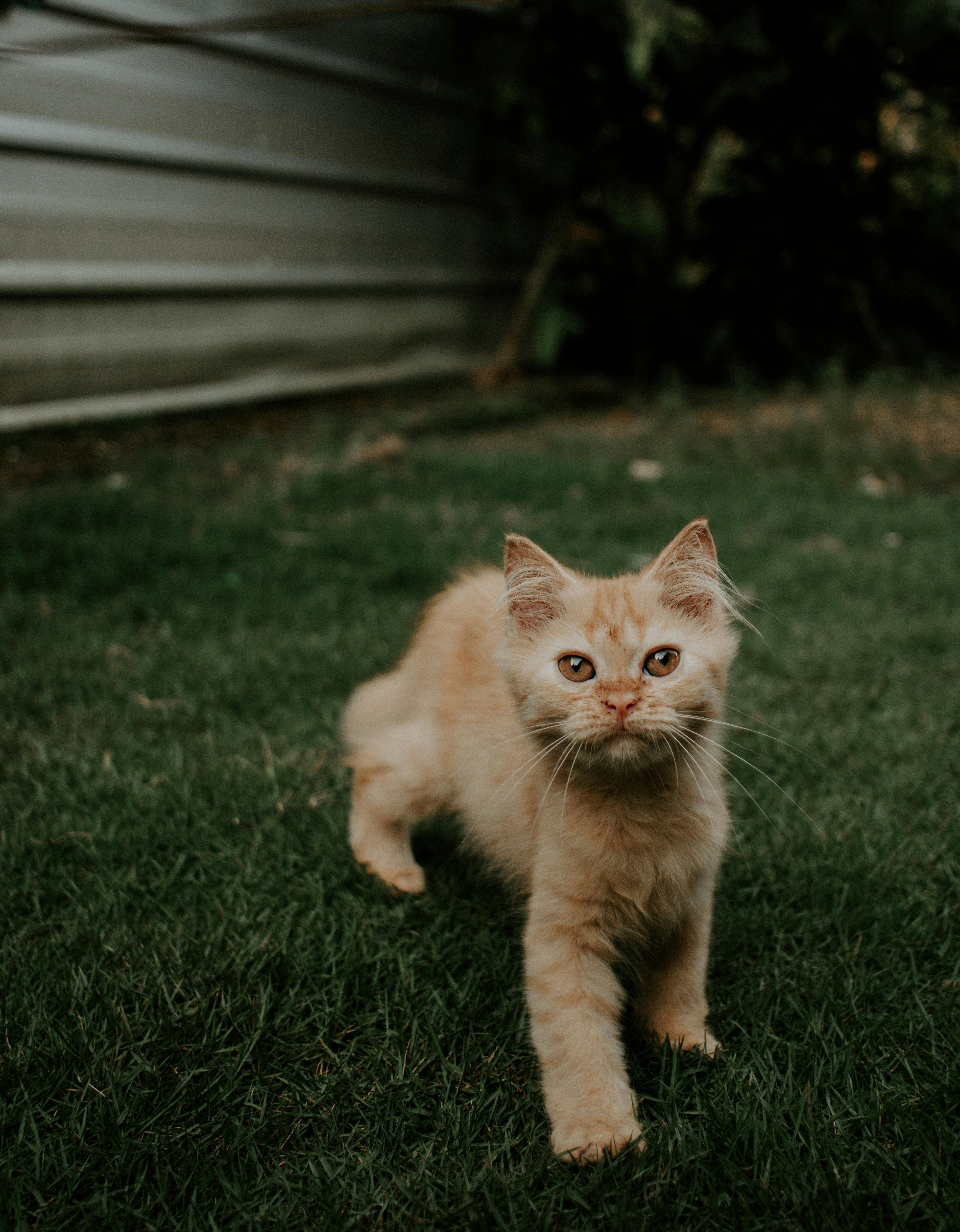 Orange Cat in Close Up Shot · Free Stock Photo