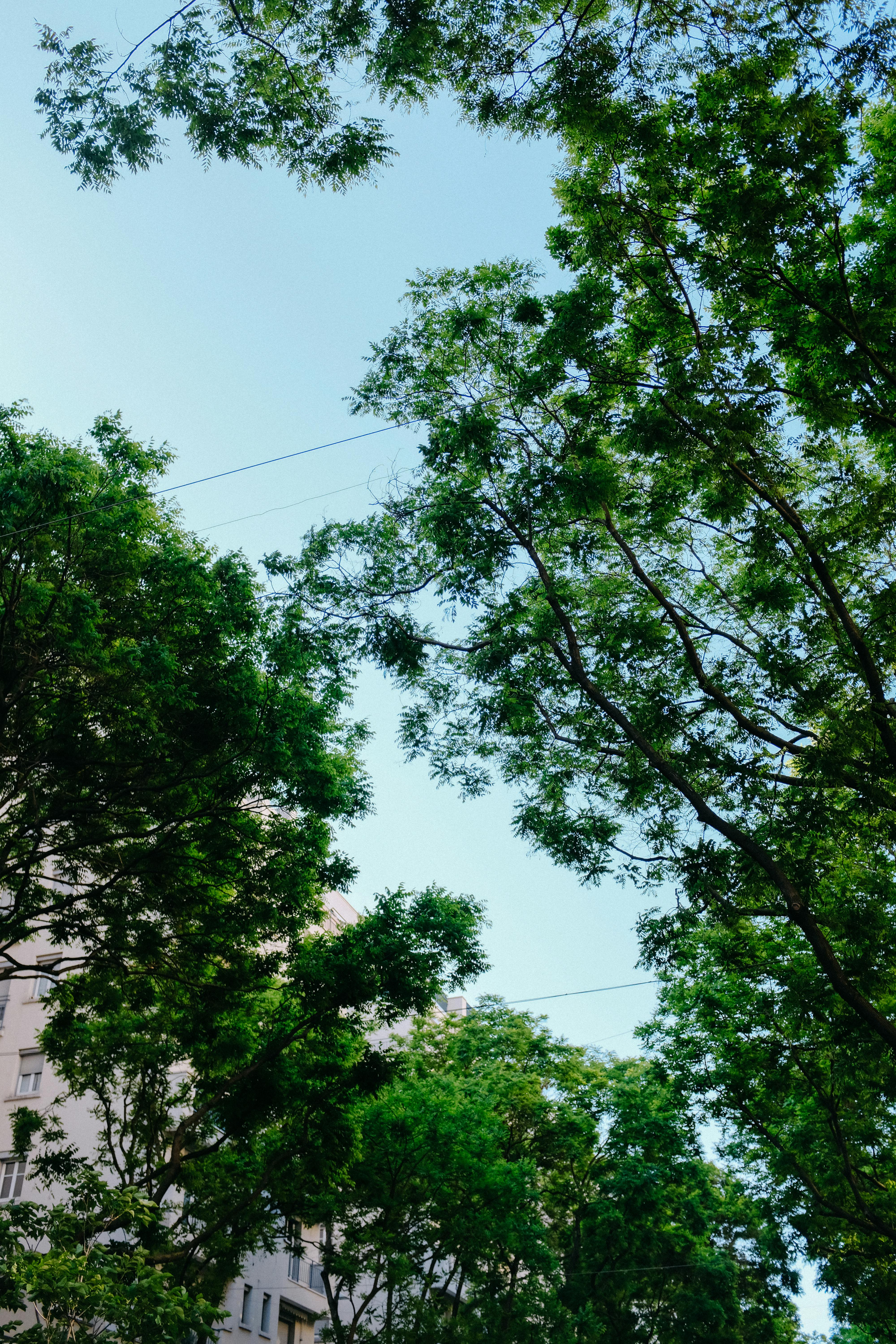 Photo of a Green Tree Branches in a City · Free Stock Photo