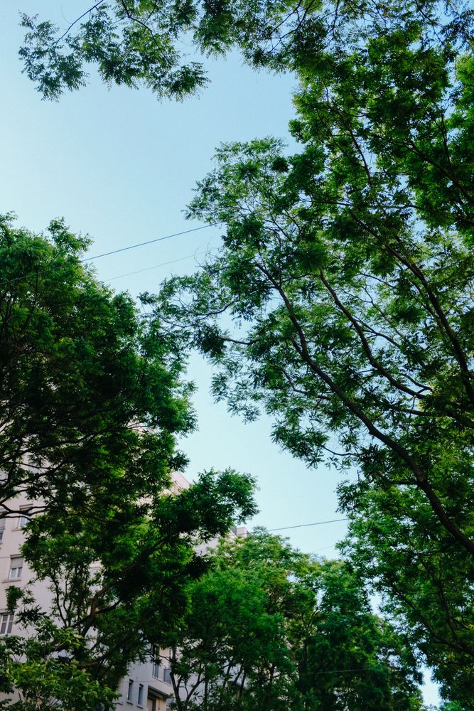 Le 5000+ migliori foto di Alberi Con Edifici · Download gratuito al 100 ...