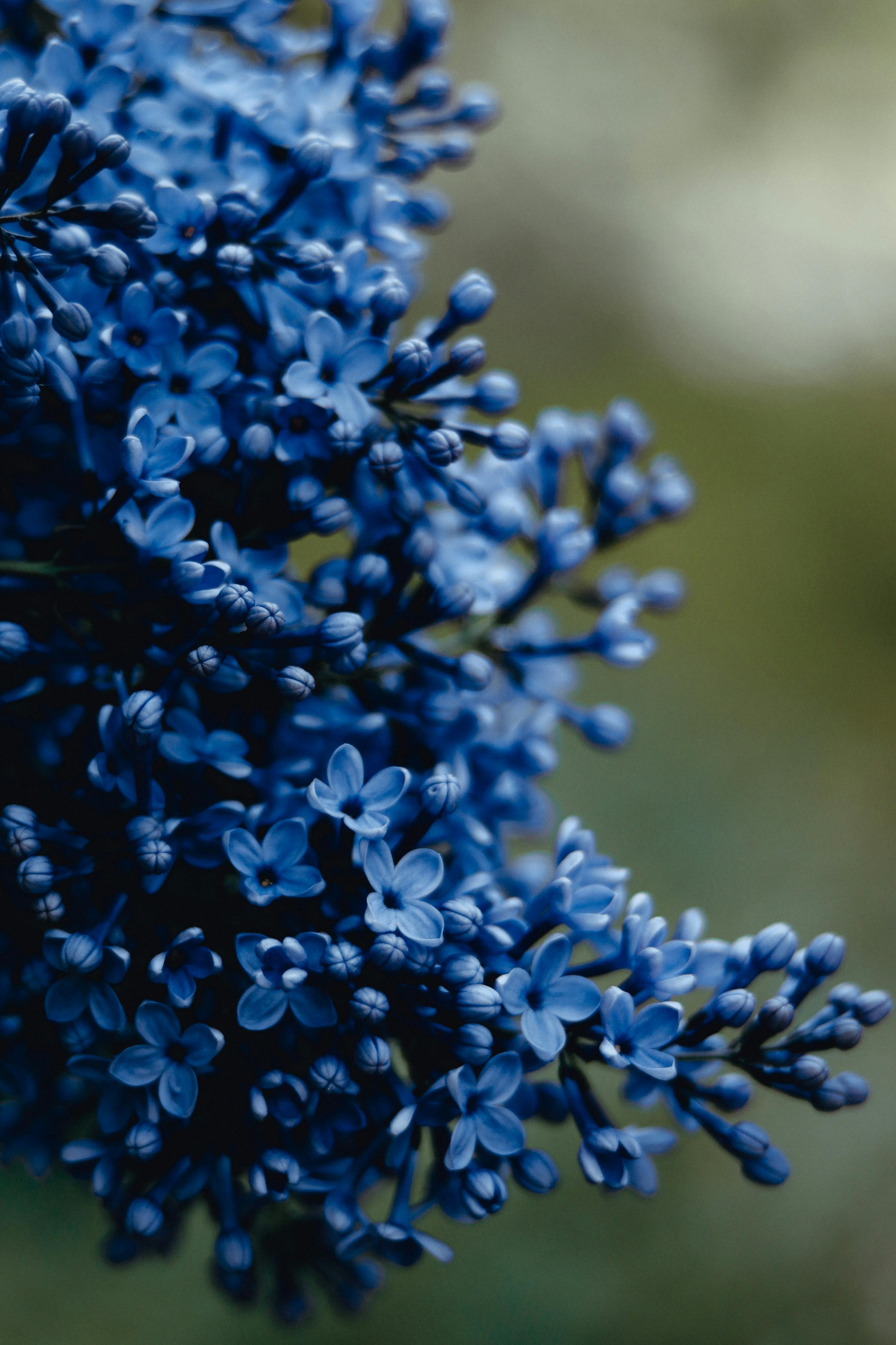 Blue Flowers in Tilt Shift Lens · Free Stock Photo