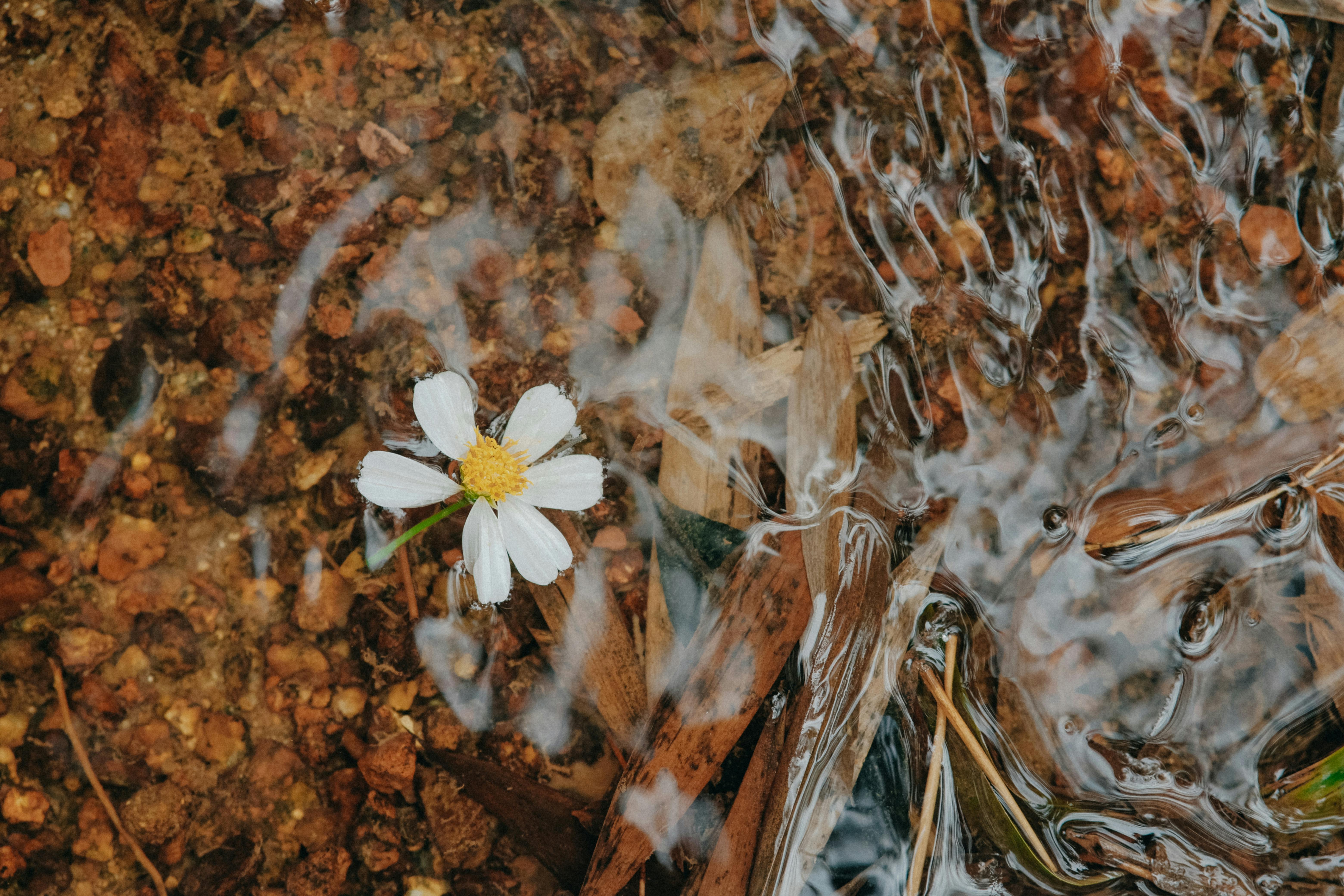 White Daisy Floating on Water · Free Stock Photo