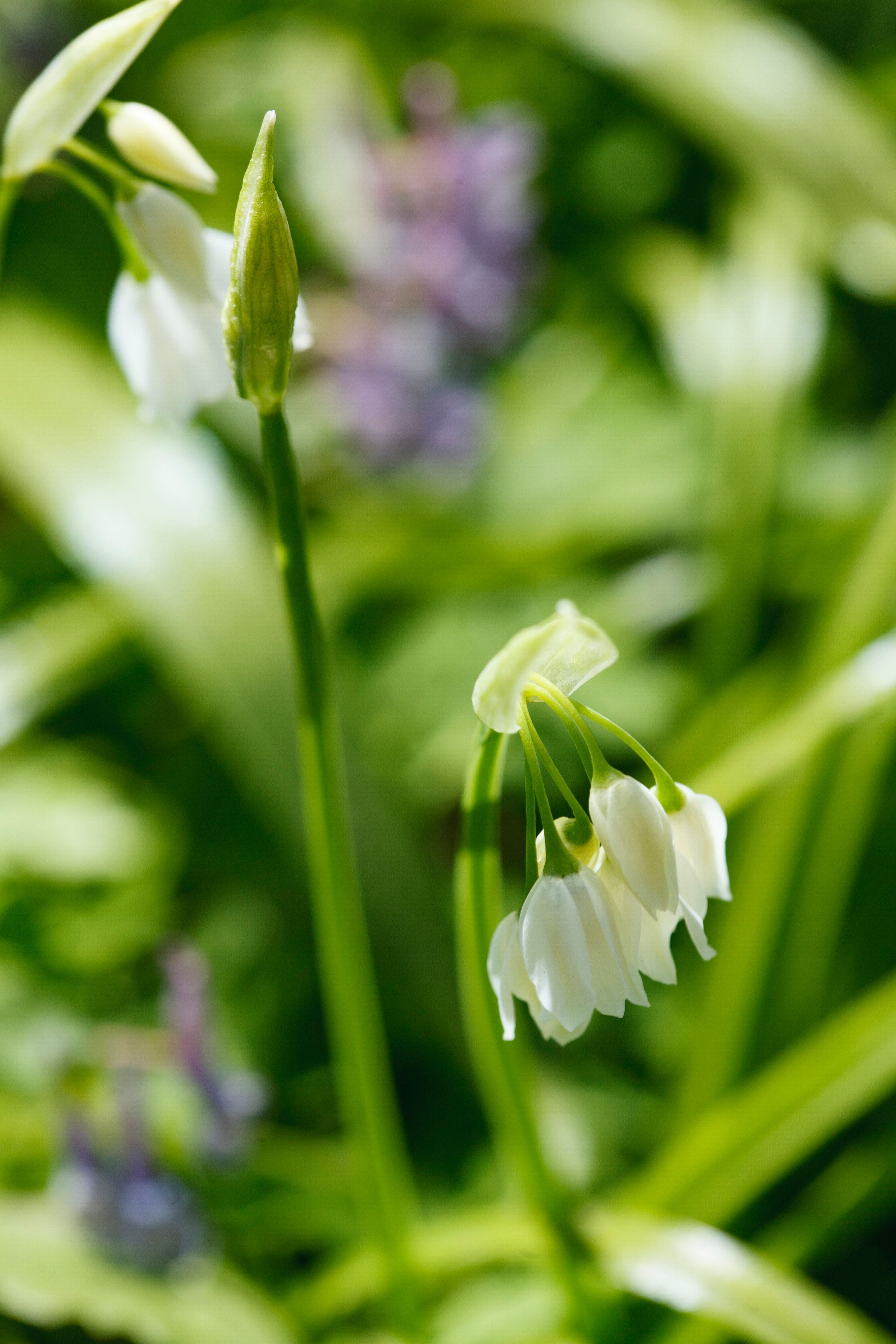 Unbloomed Photos, Download Free Unbloomed Stock Photos & HD Images