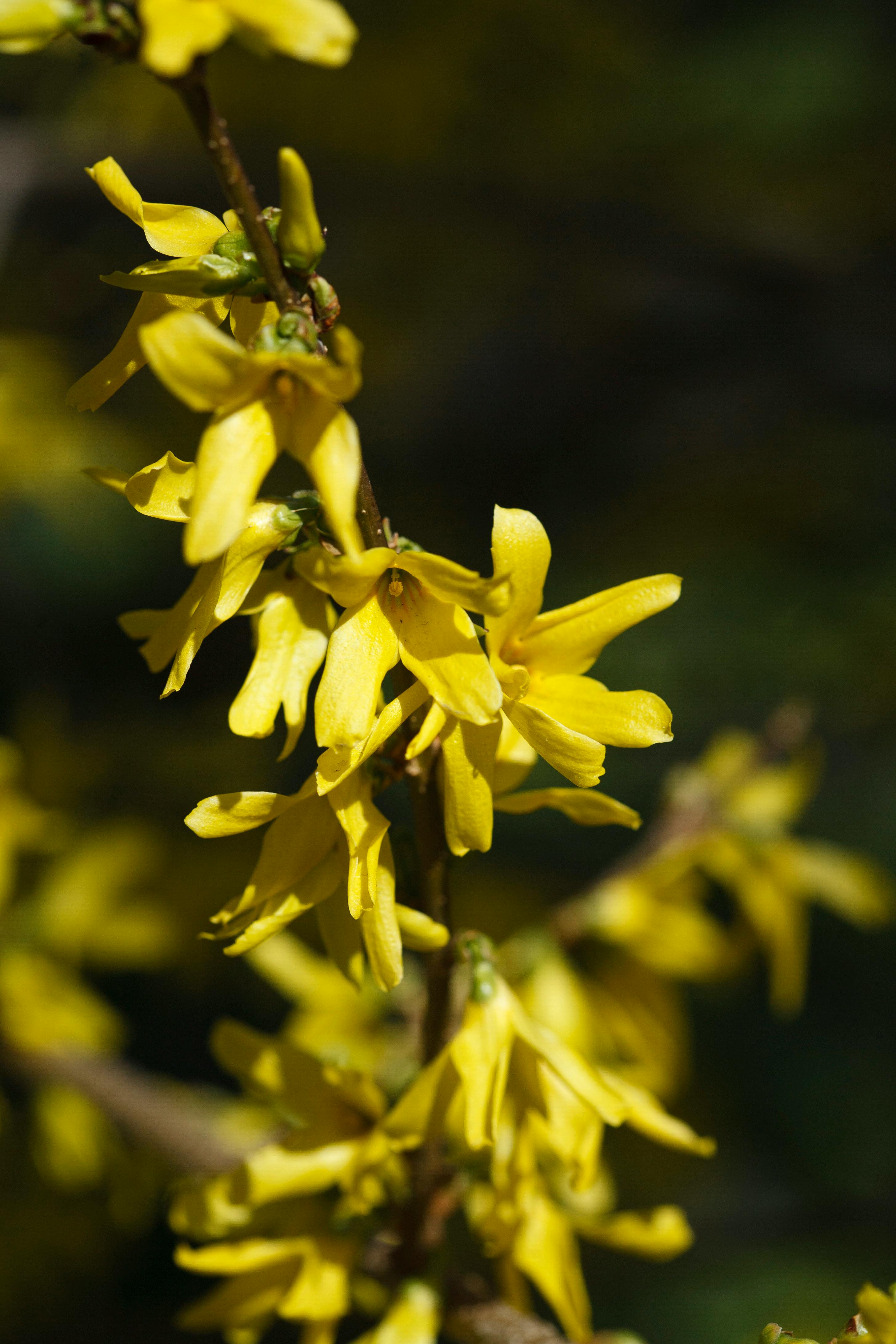 Close Up Photo of Yellow Blooming Flowers · Free Stock Photo