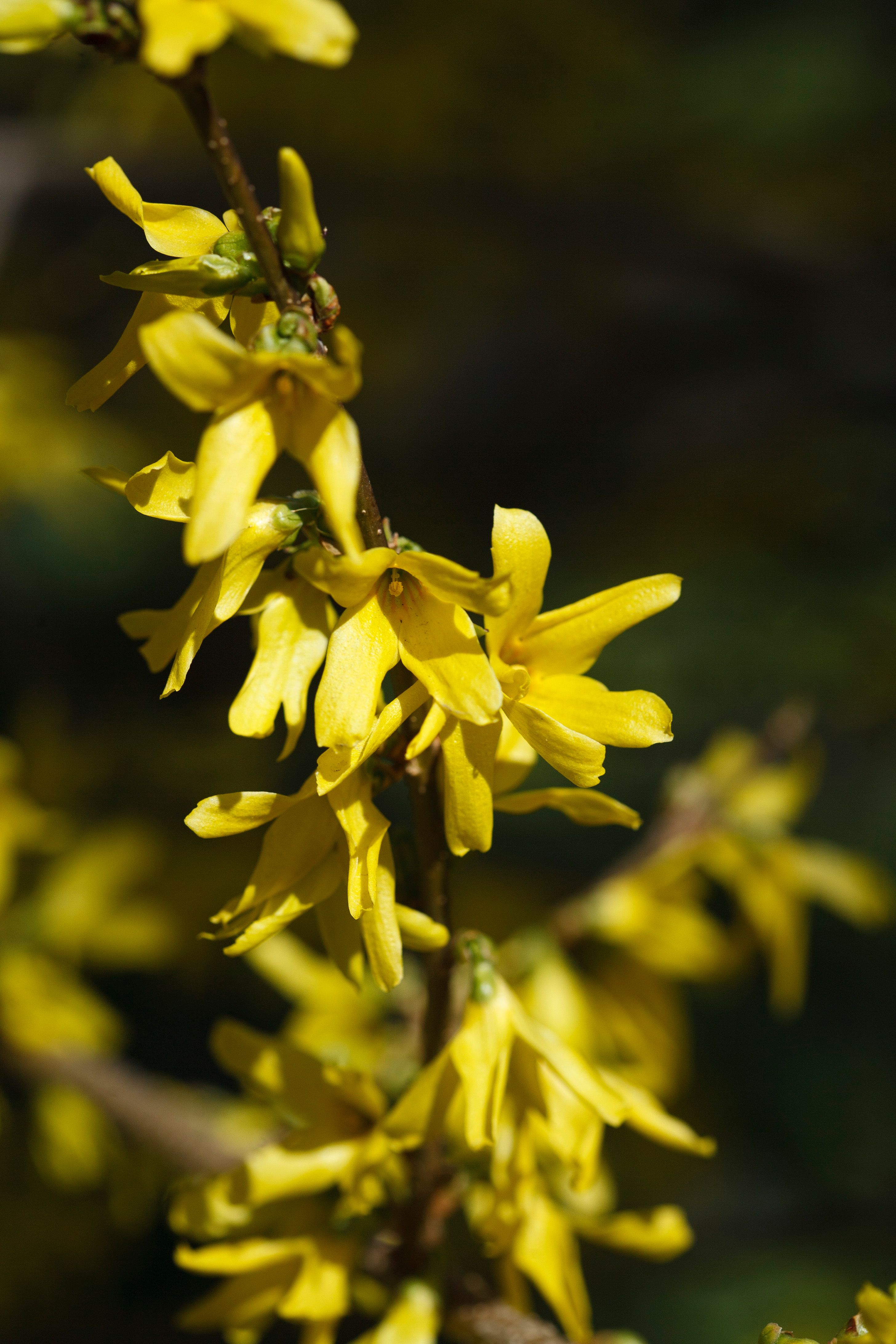 A Forsythia on the Table · Free Stock Photo