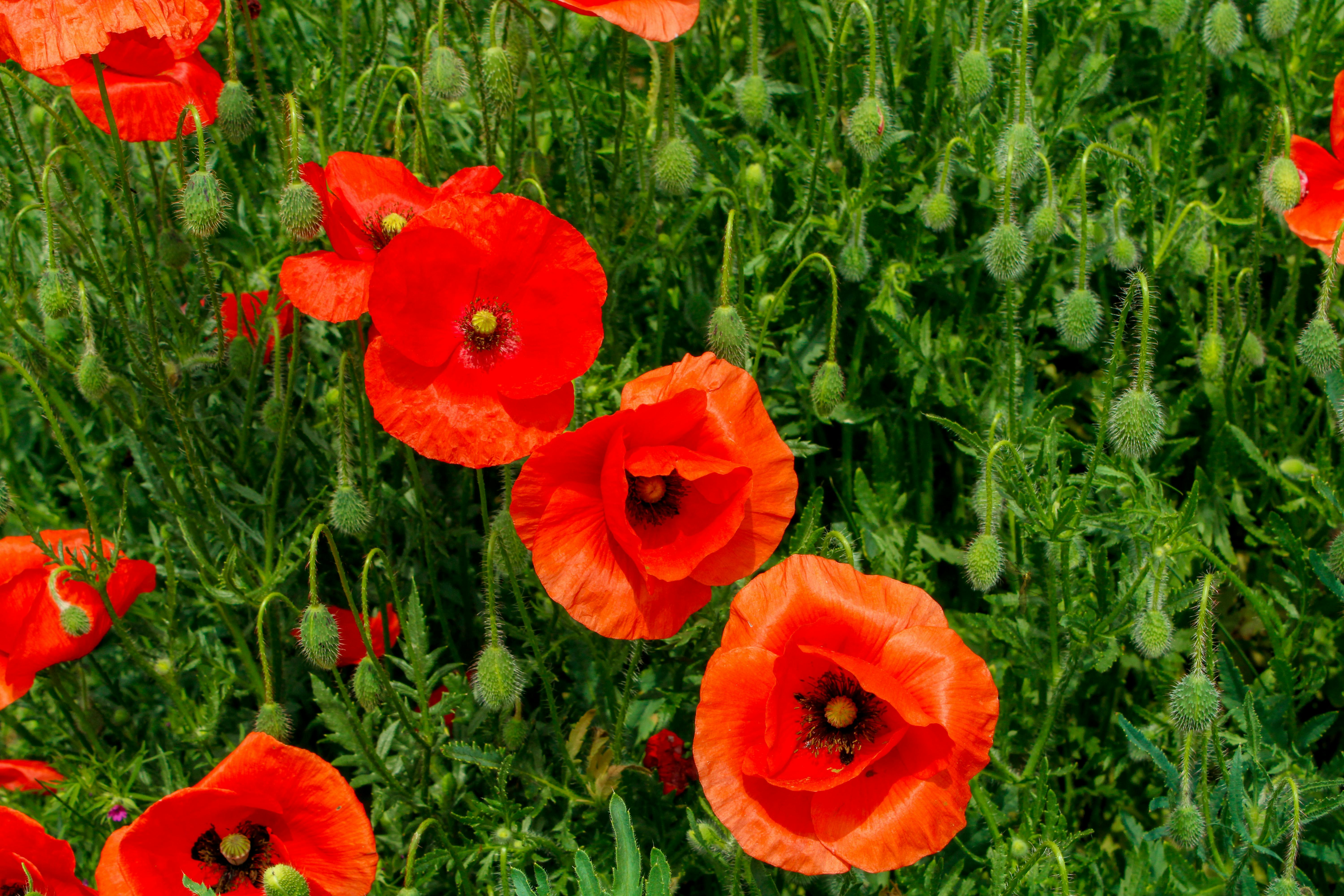 Poppy Flowers in Bloom · Free Stock Photo