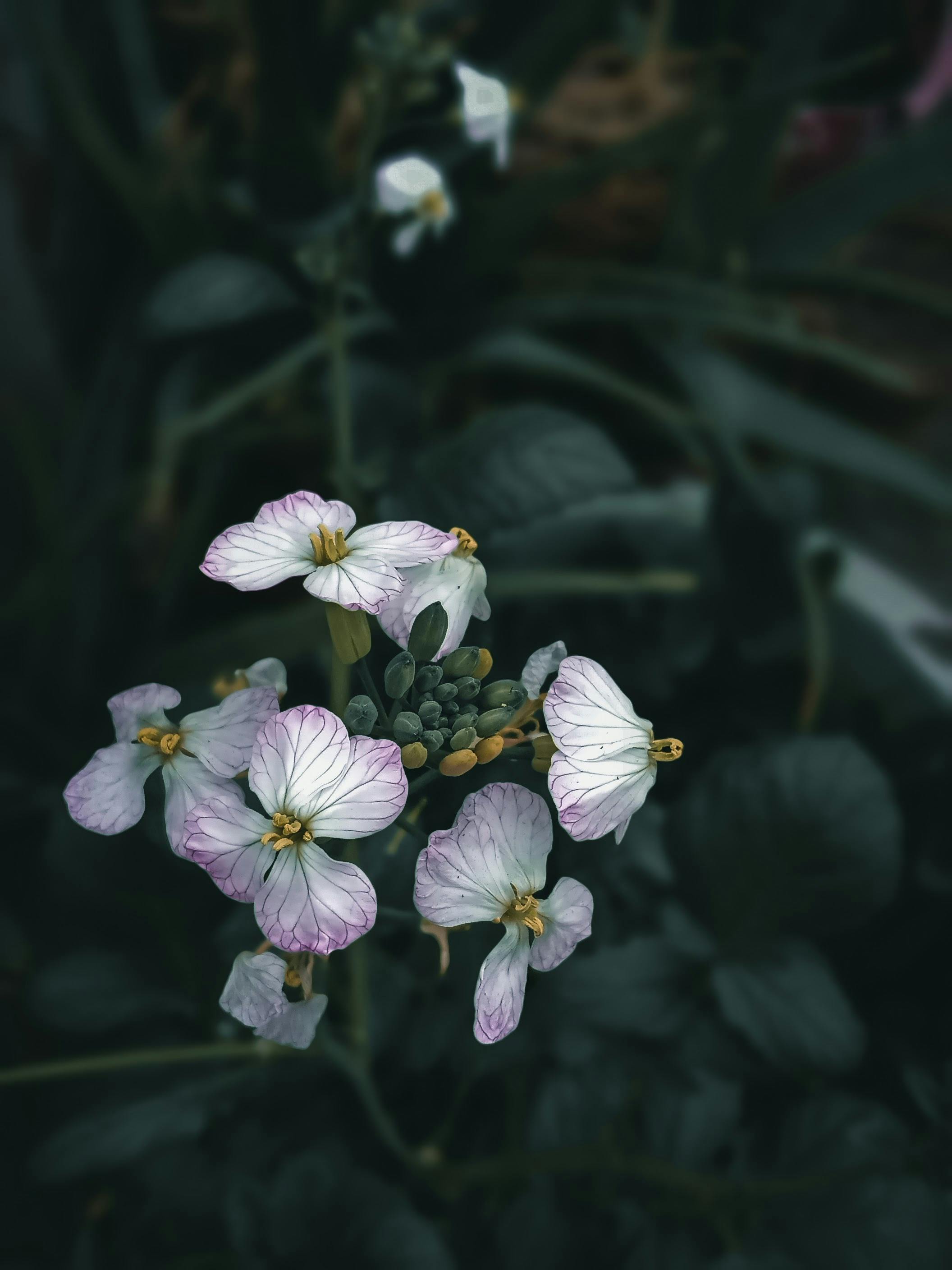 Pictro Hafsah - Fotografía