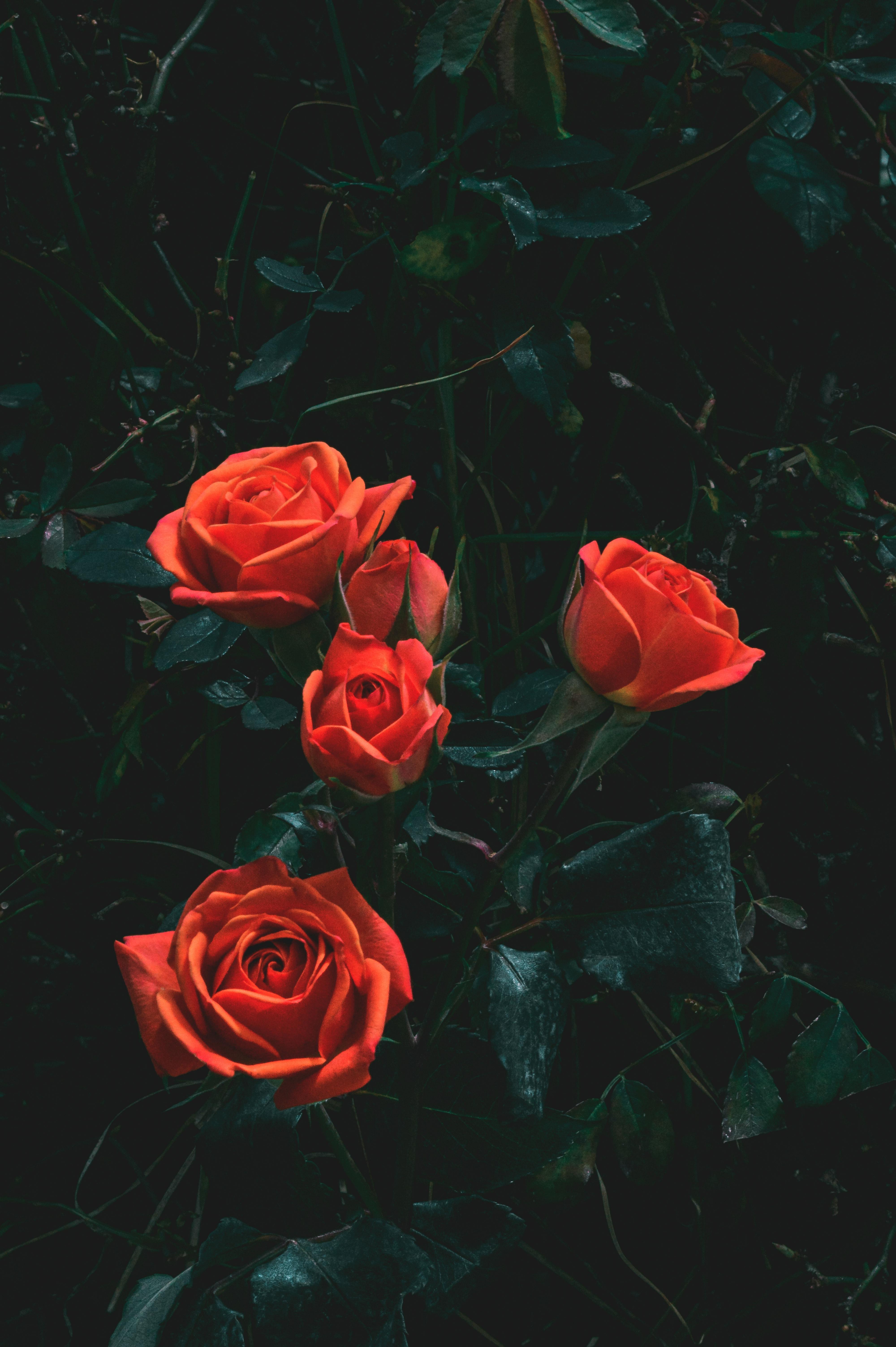 Selective Focus Photography Of Red Rose · Free Stock Photo