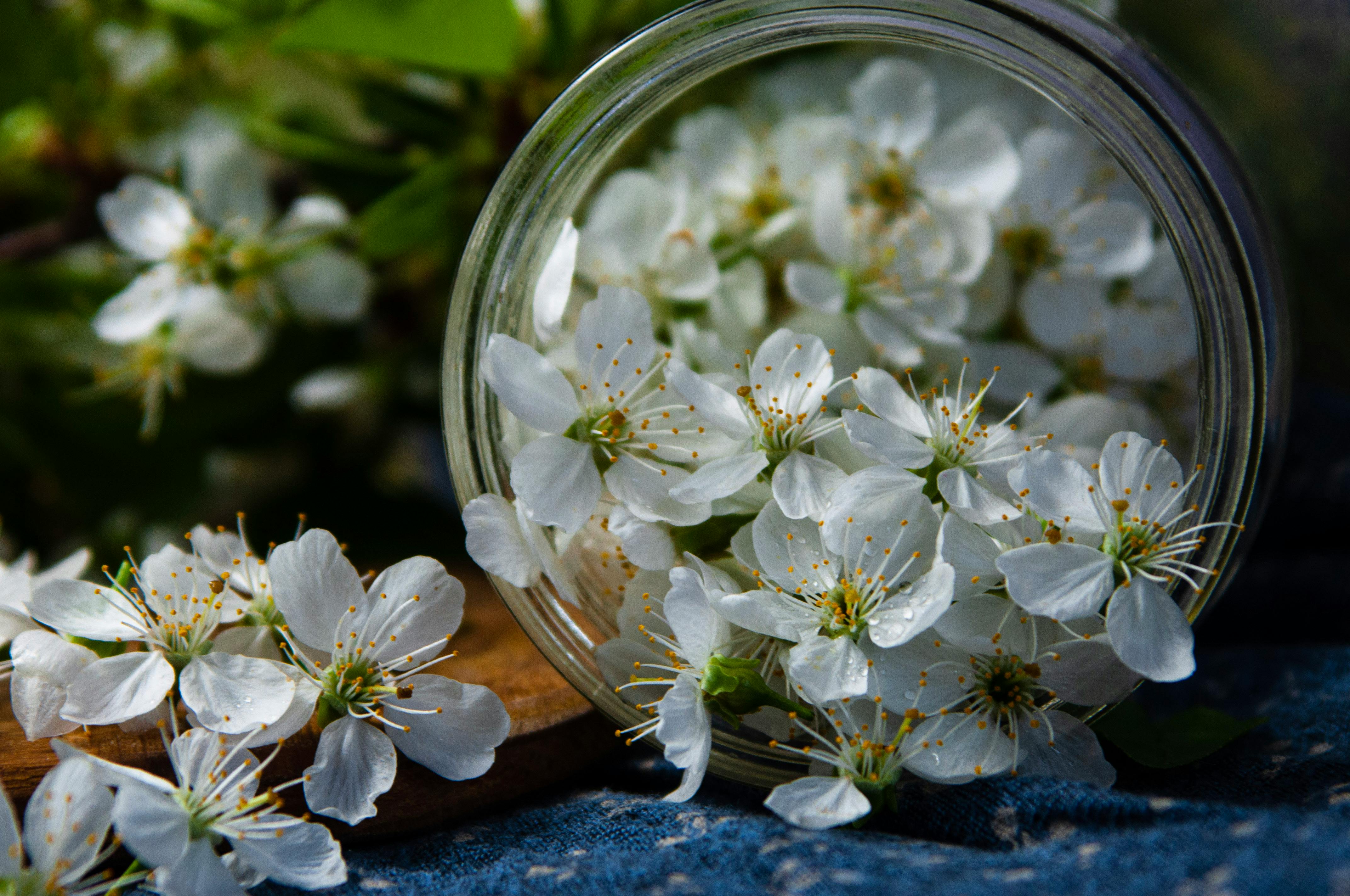 118,490+ Best Free Small flowers Stock Photos & Images · 100% Royalty ...