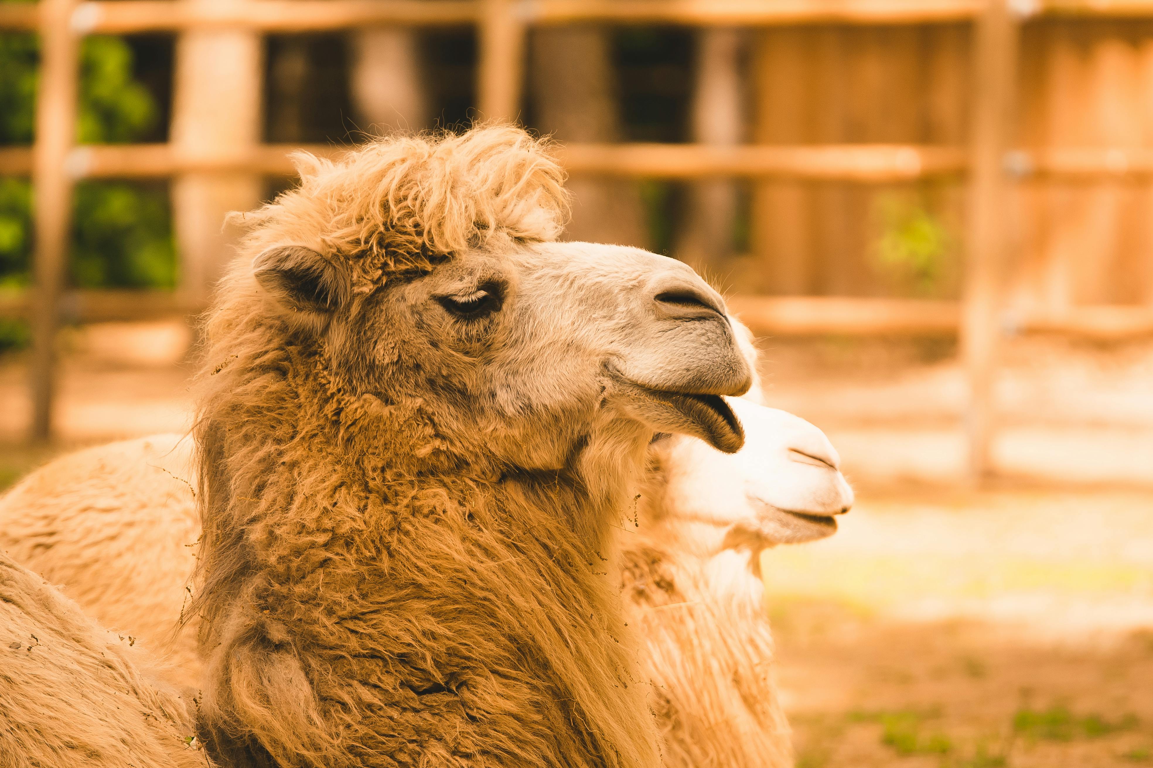 Close Up Photo of Camel · Free Stock Photo
