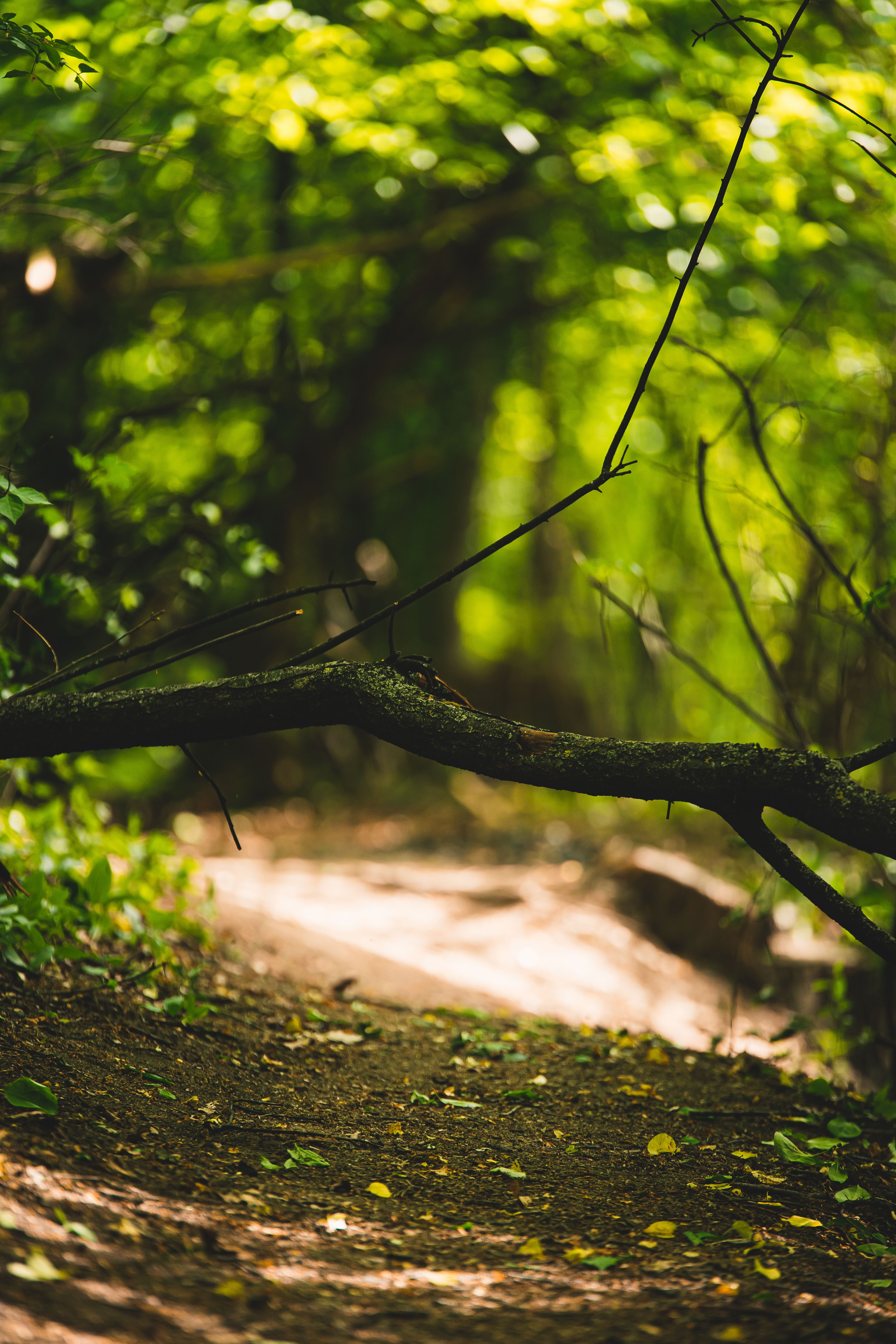 Pathway Under Tall Trees · Free Stock Photo