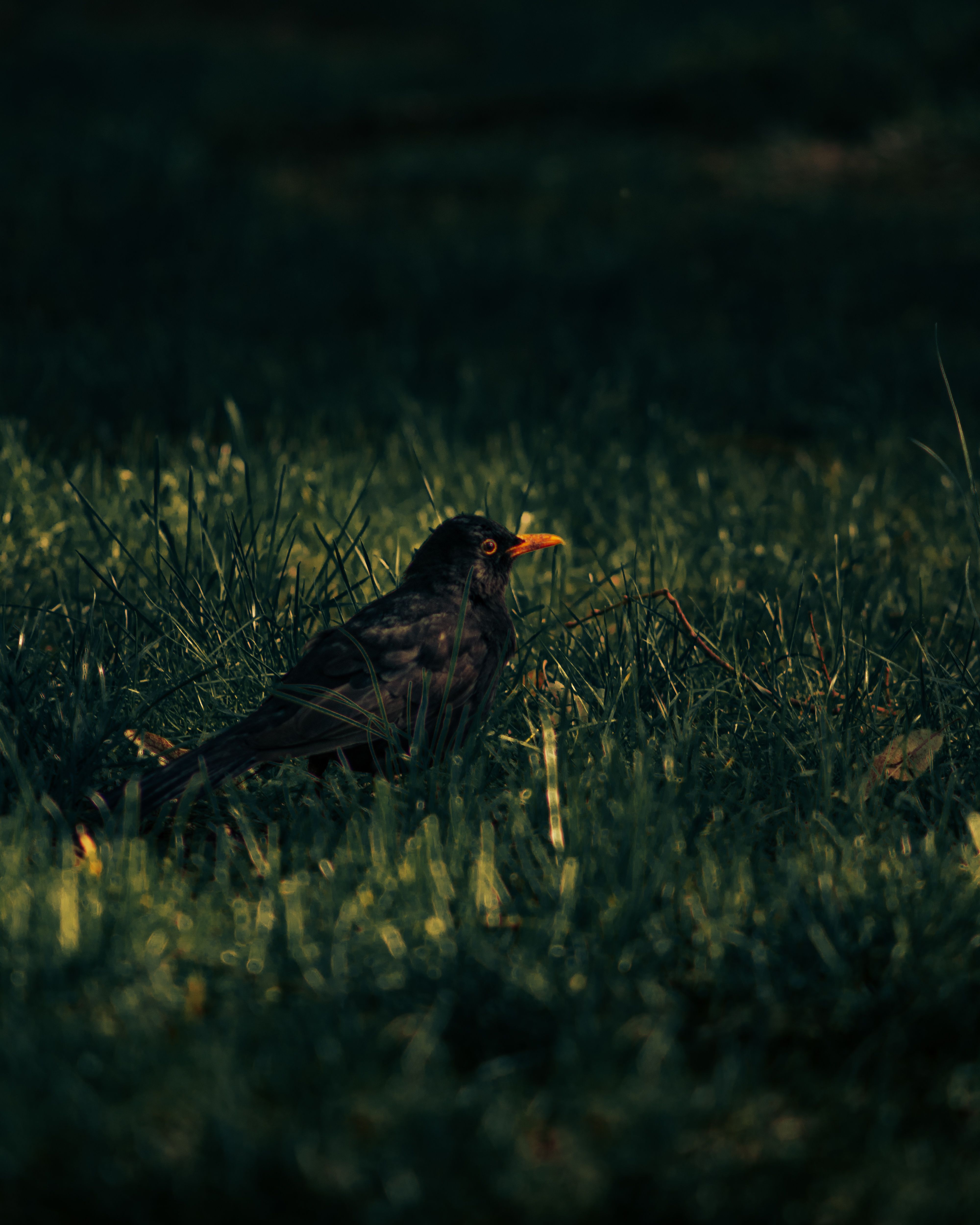 Close up of a Bird in Grass · Free Stock Photo