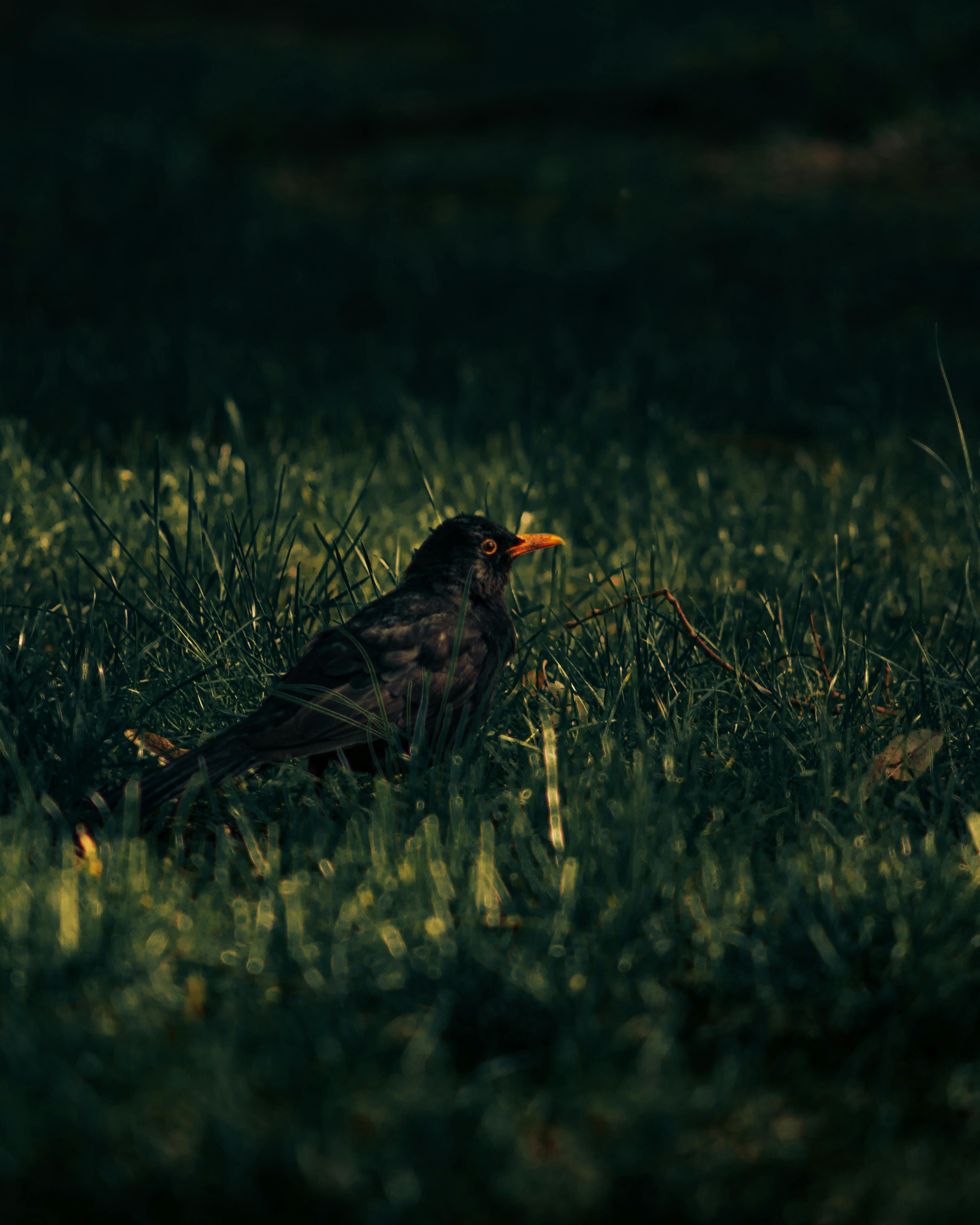 Close up of a Bird in Grass · Free Stock Photo