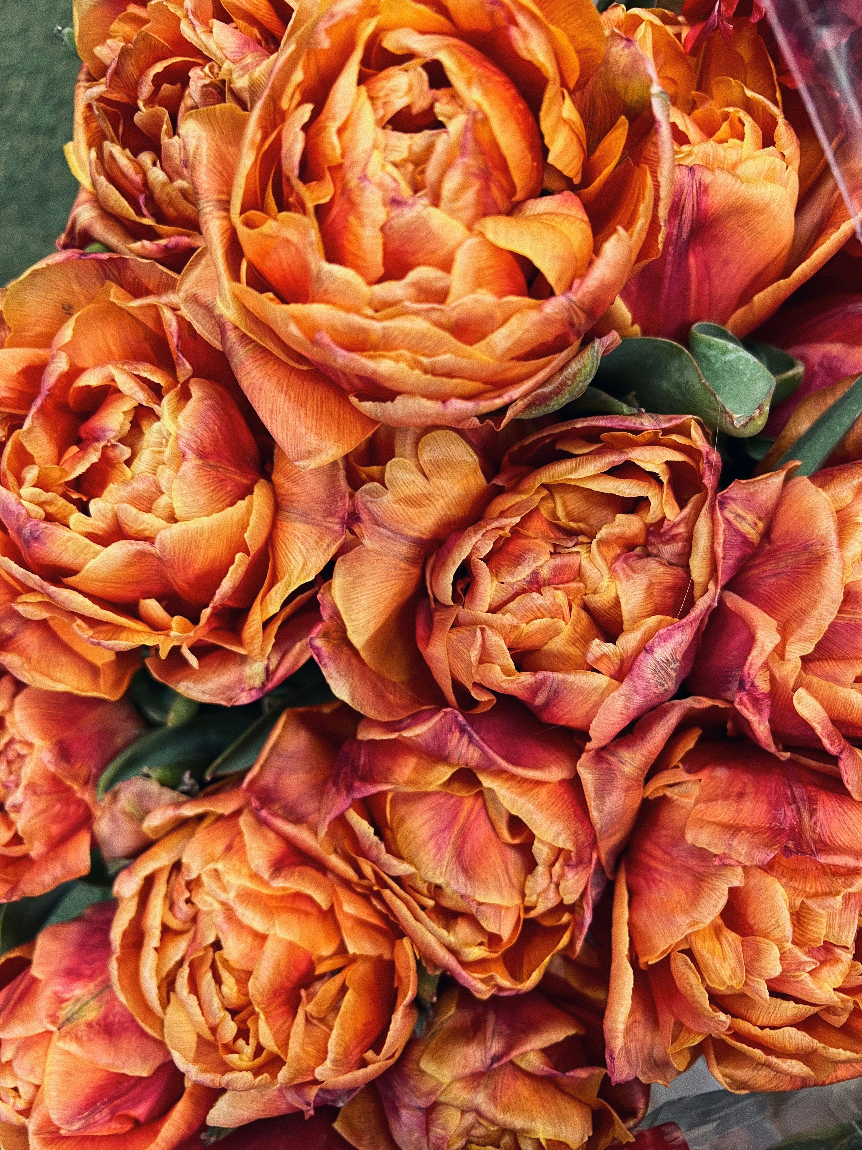 Close-Up Shot of Orange Roses · Free Stock Photo