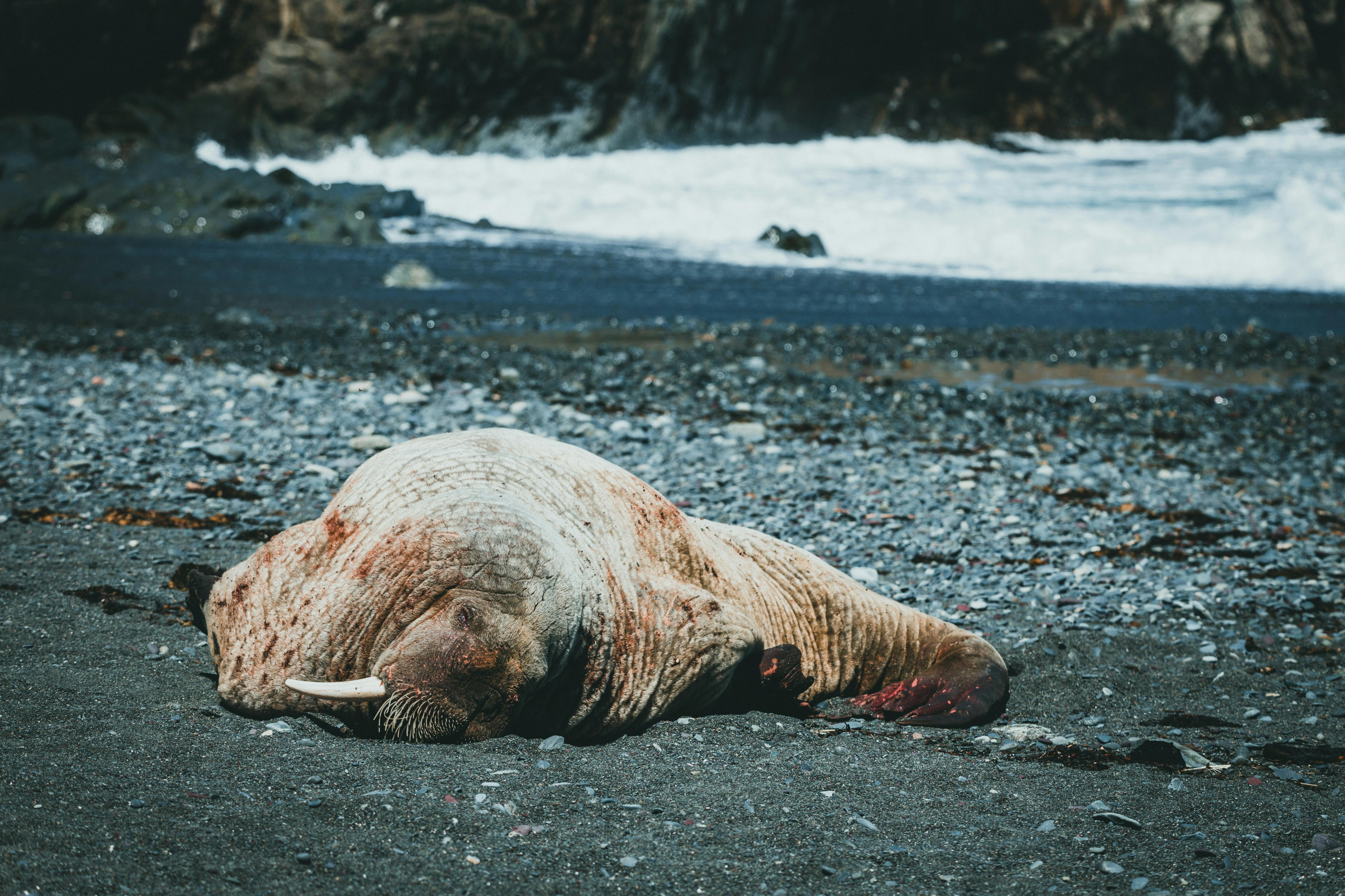 A Walrus on the Beach · Free Stock Photo