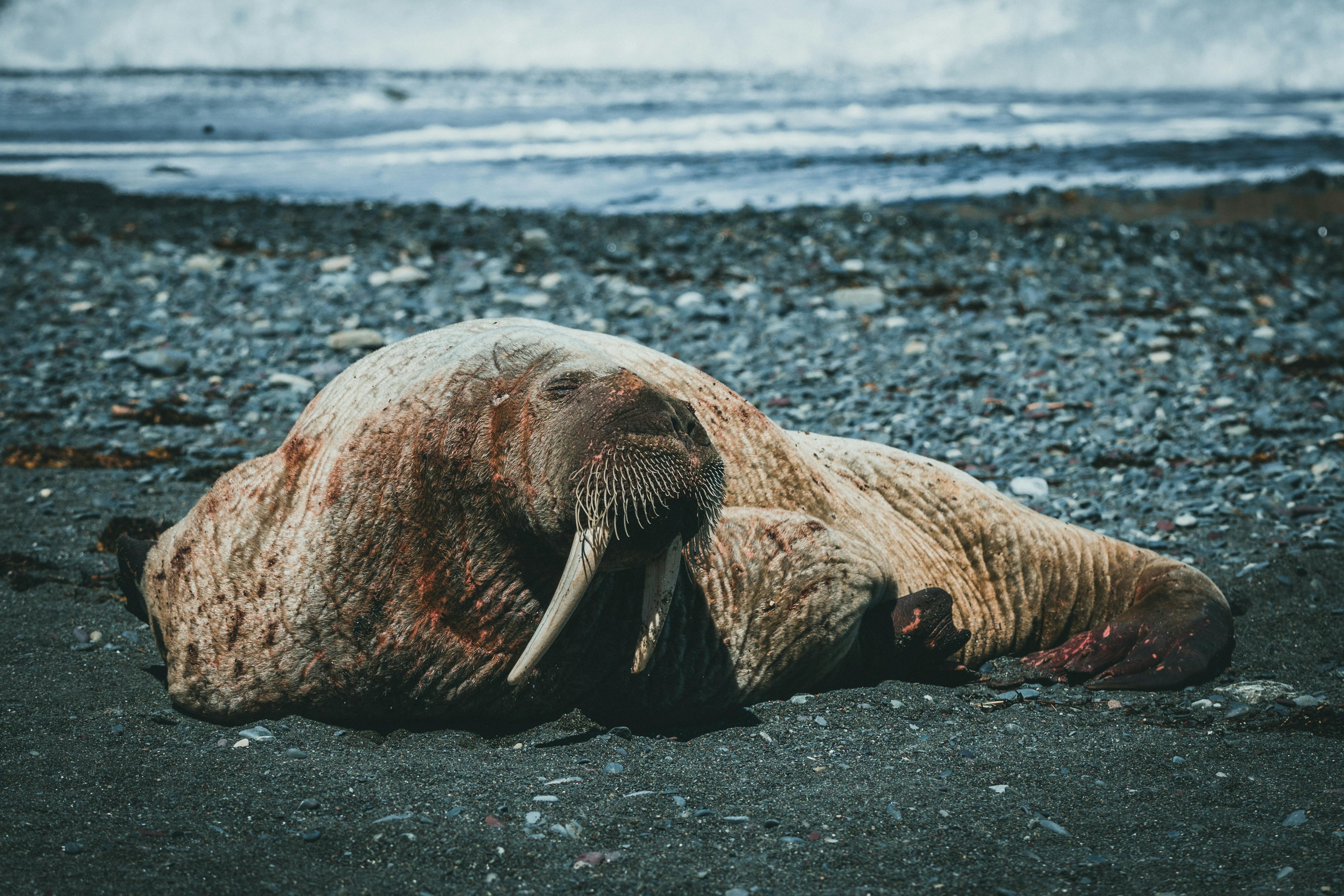 Walrus Lying Near the Sea · Free Stock Photo