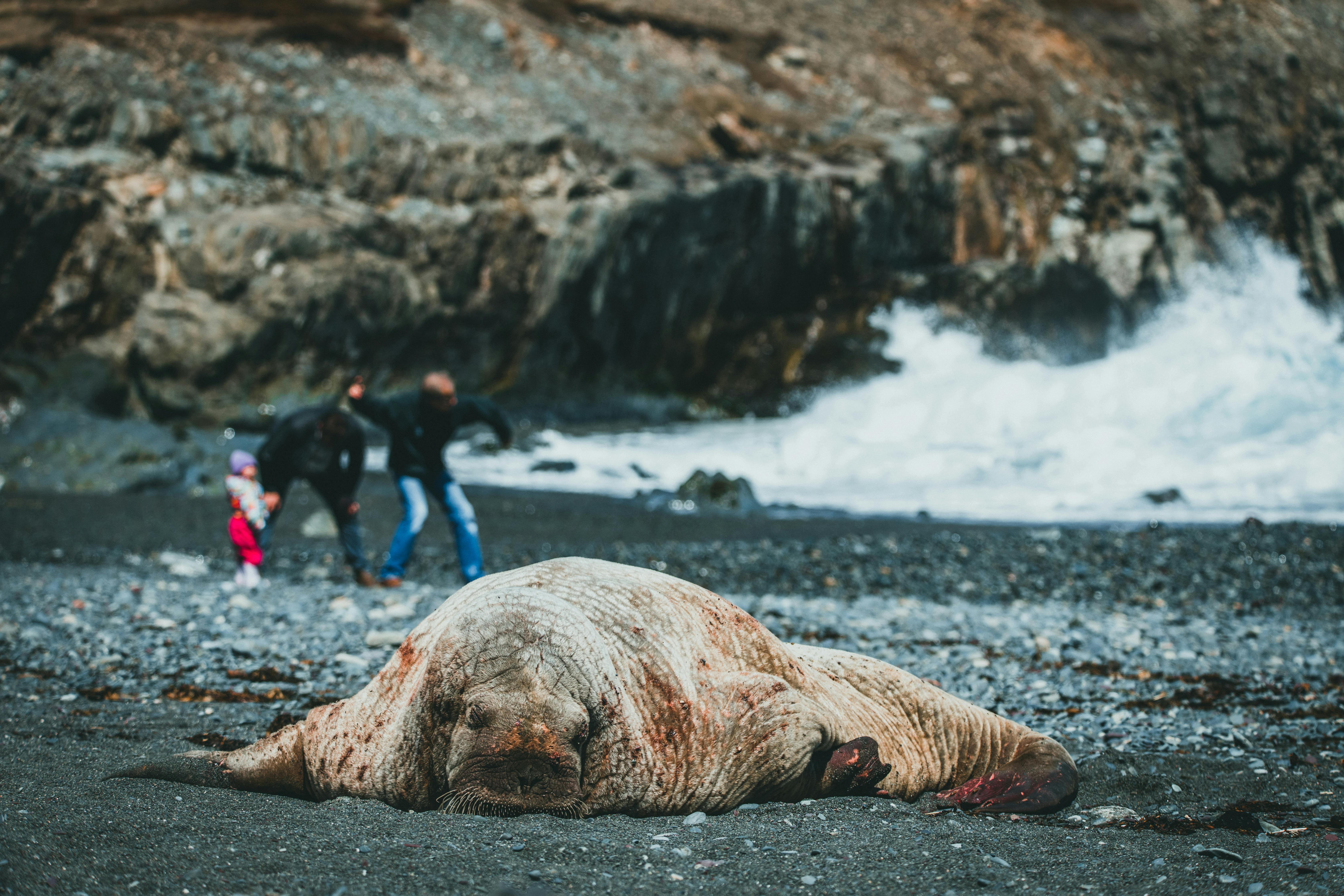 A Walrus on the Beach · Free Stock Photo