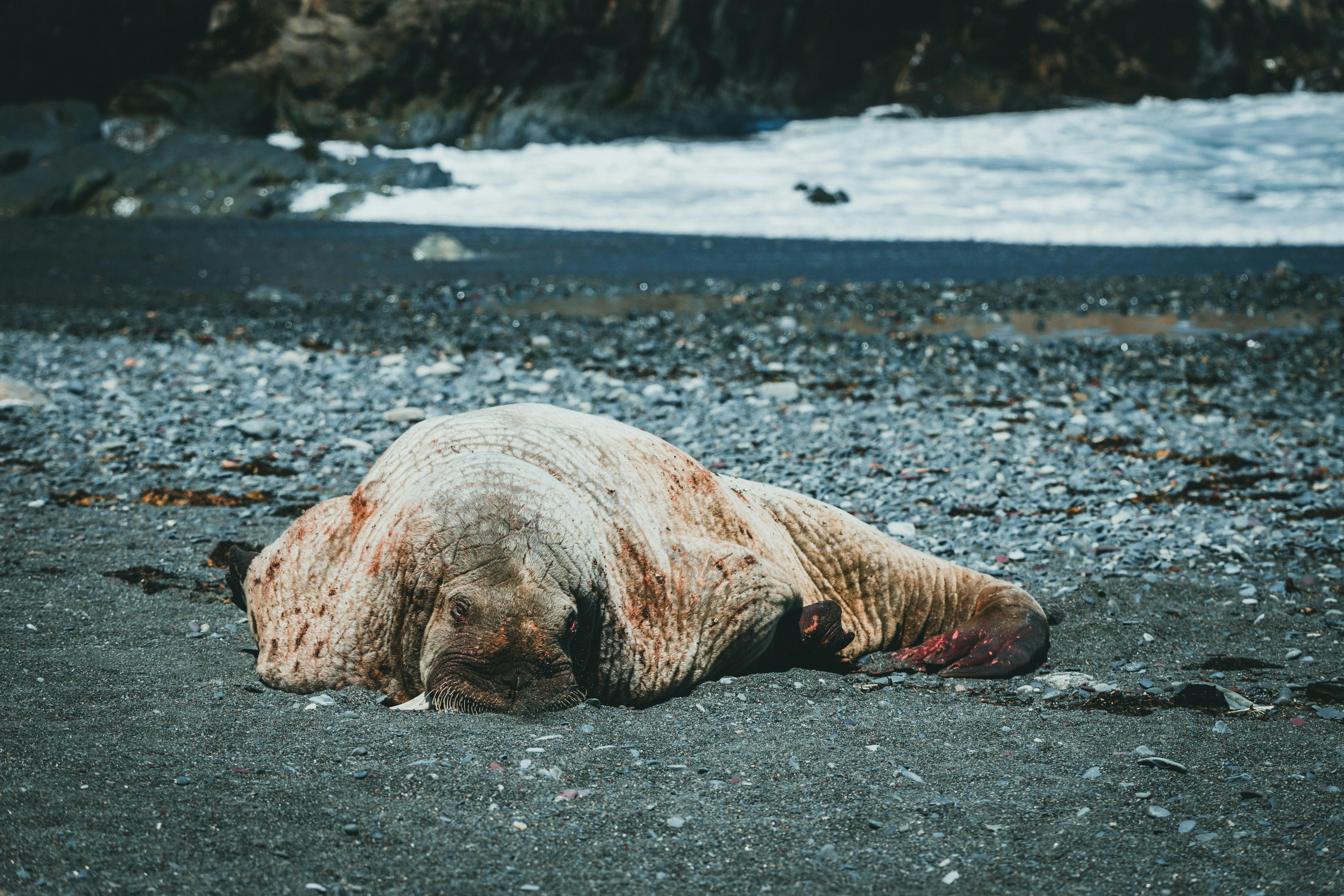 Brown Sea Lion on on the Shore · Free Stock Photo