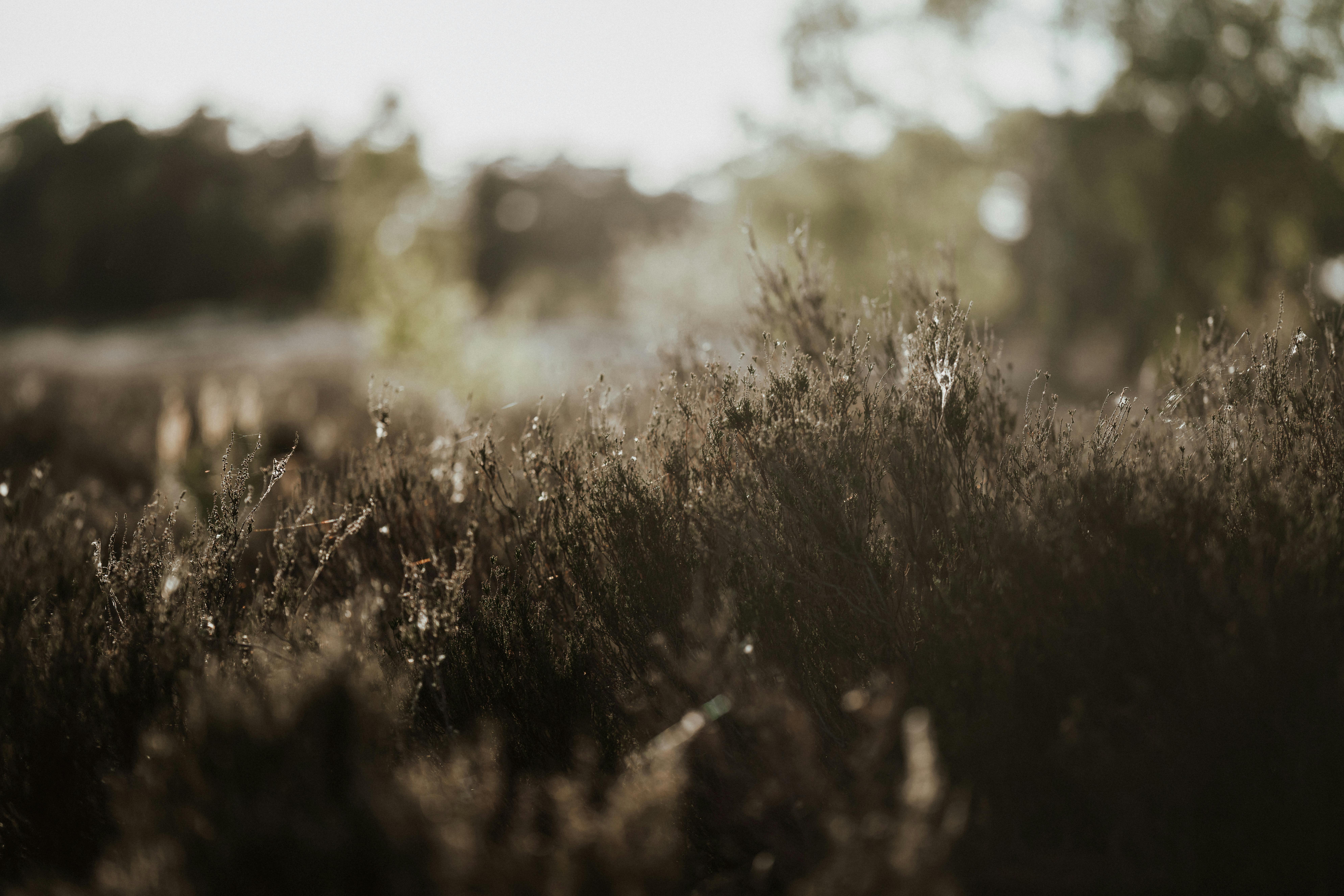 Close-Up Shot of Grass · Free Stock Photo