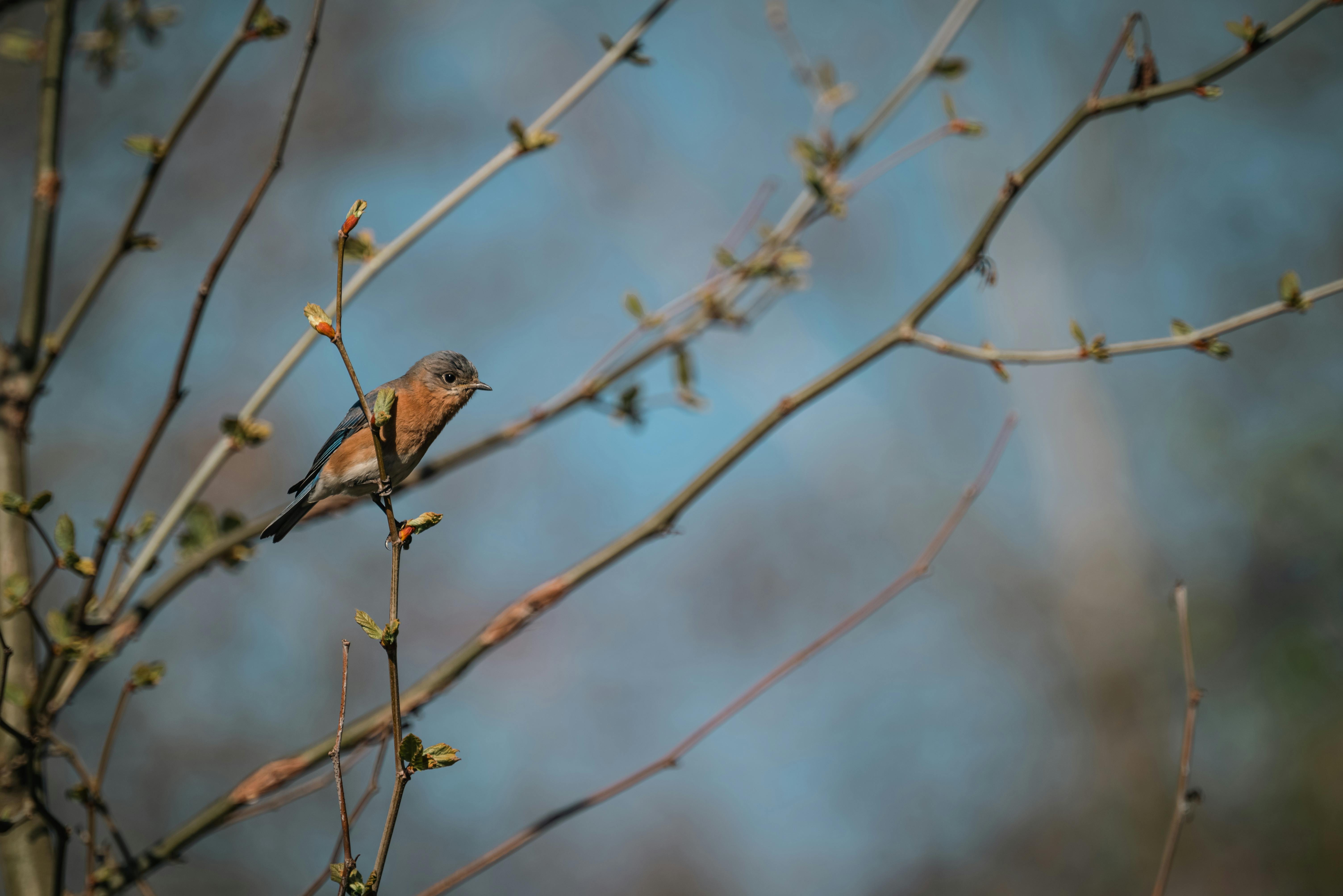 Side View of an Eastern Bluebird · Free Stock Photo