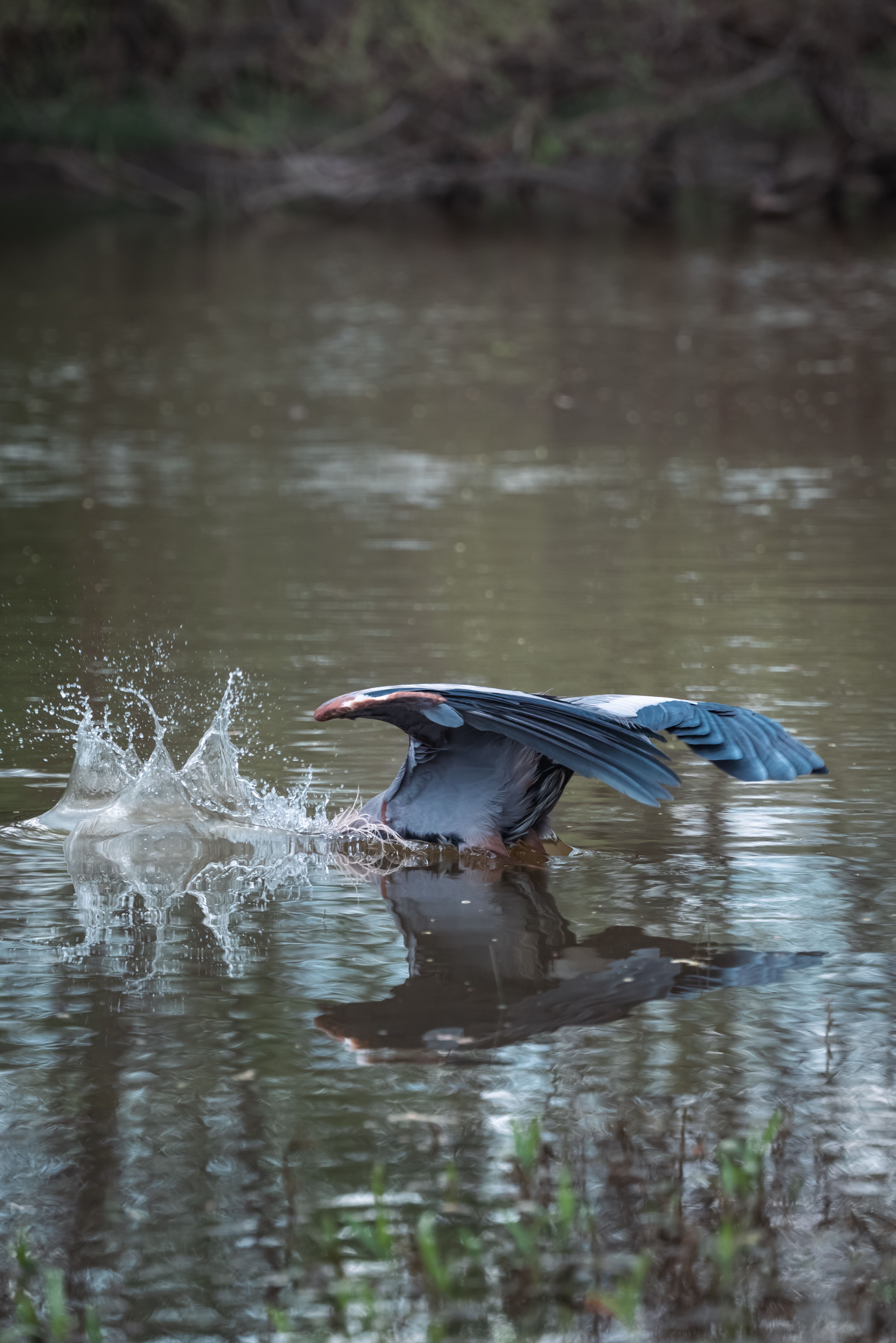 Bird Hunting for Prey on the Lake · Free Stock Photo