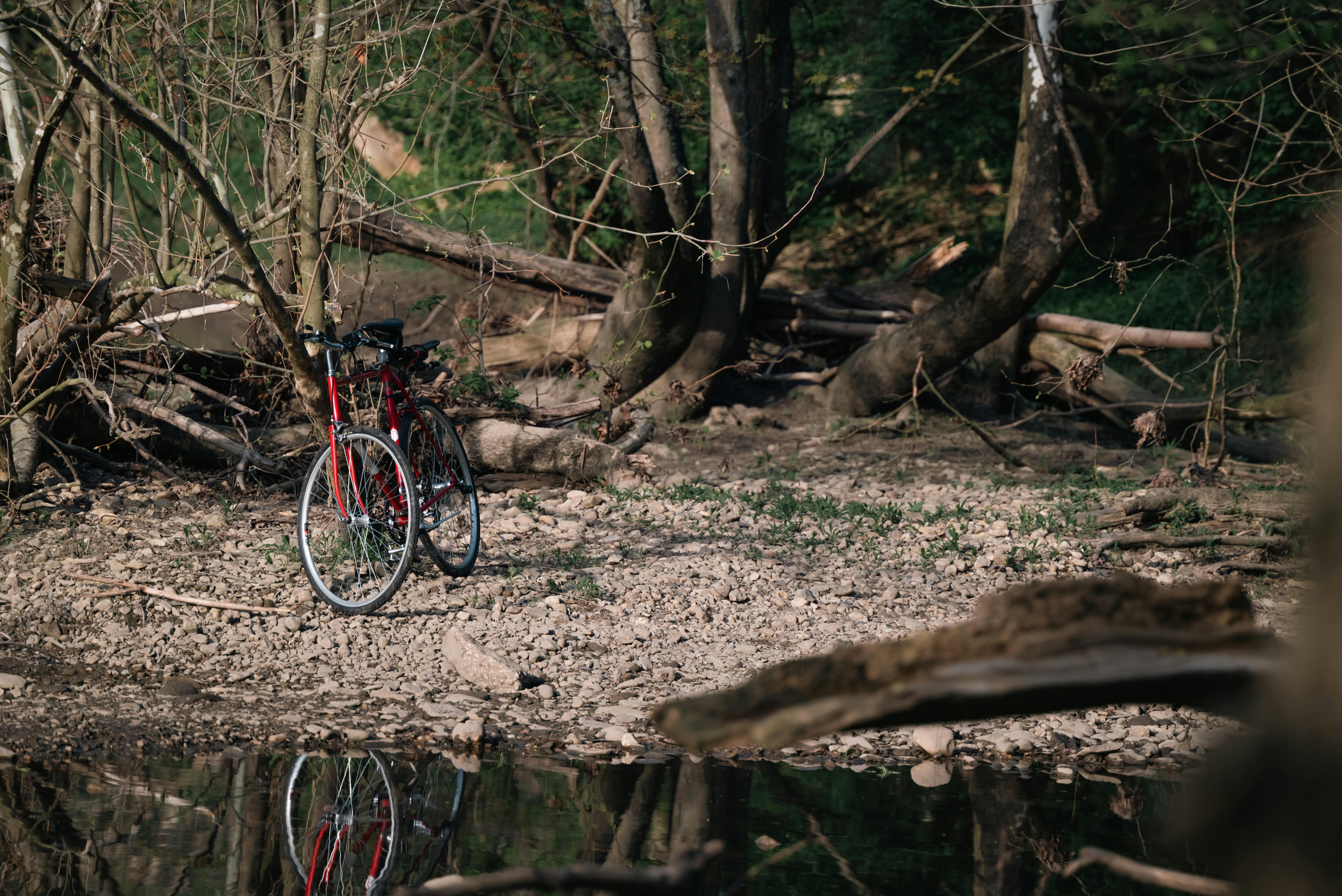 Bike Parked Beside a Tree · Free Stock Photo