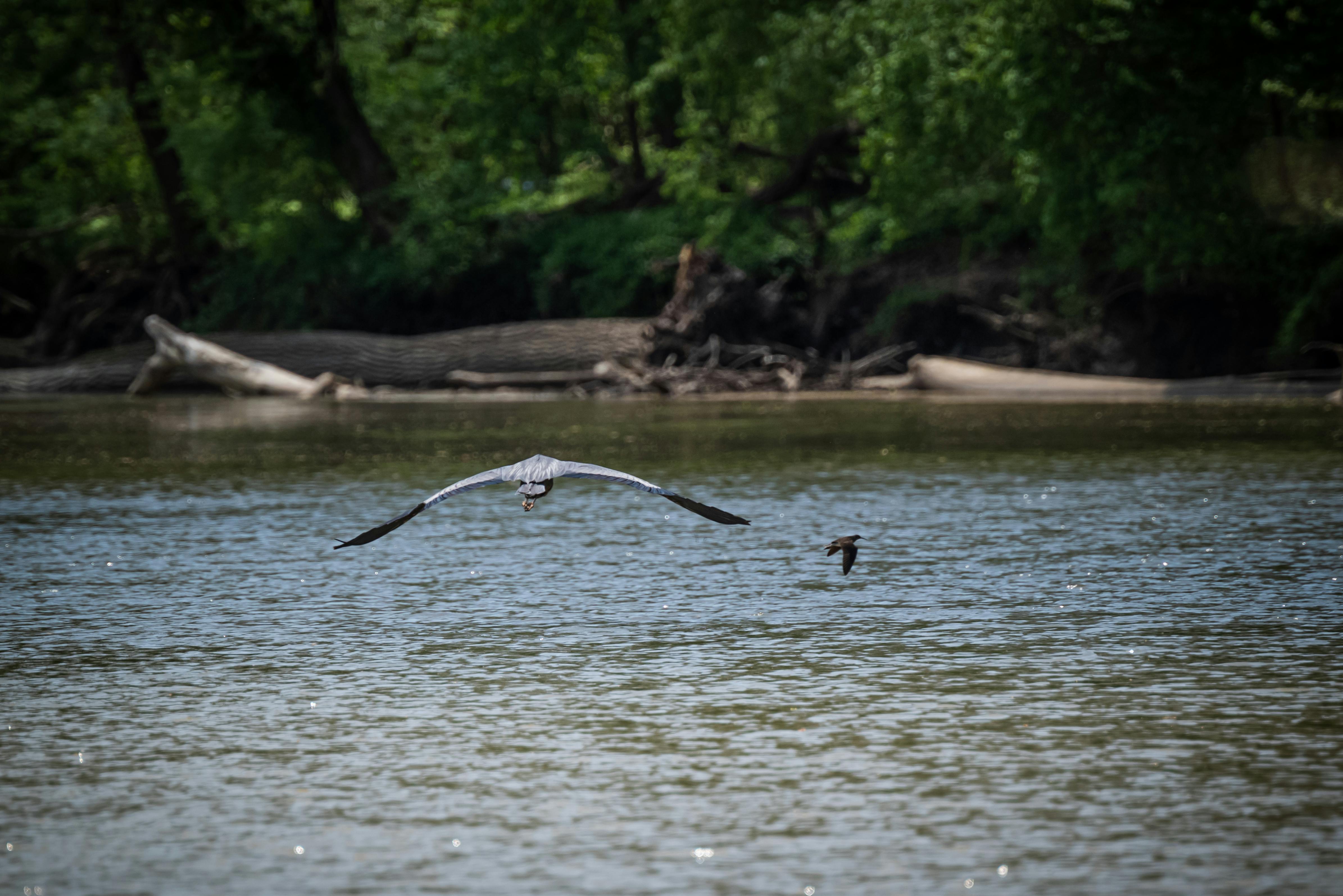 Birds Of Kashmir Photos, Download Free Birds Of Kashmir Stock Photos ...